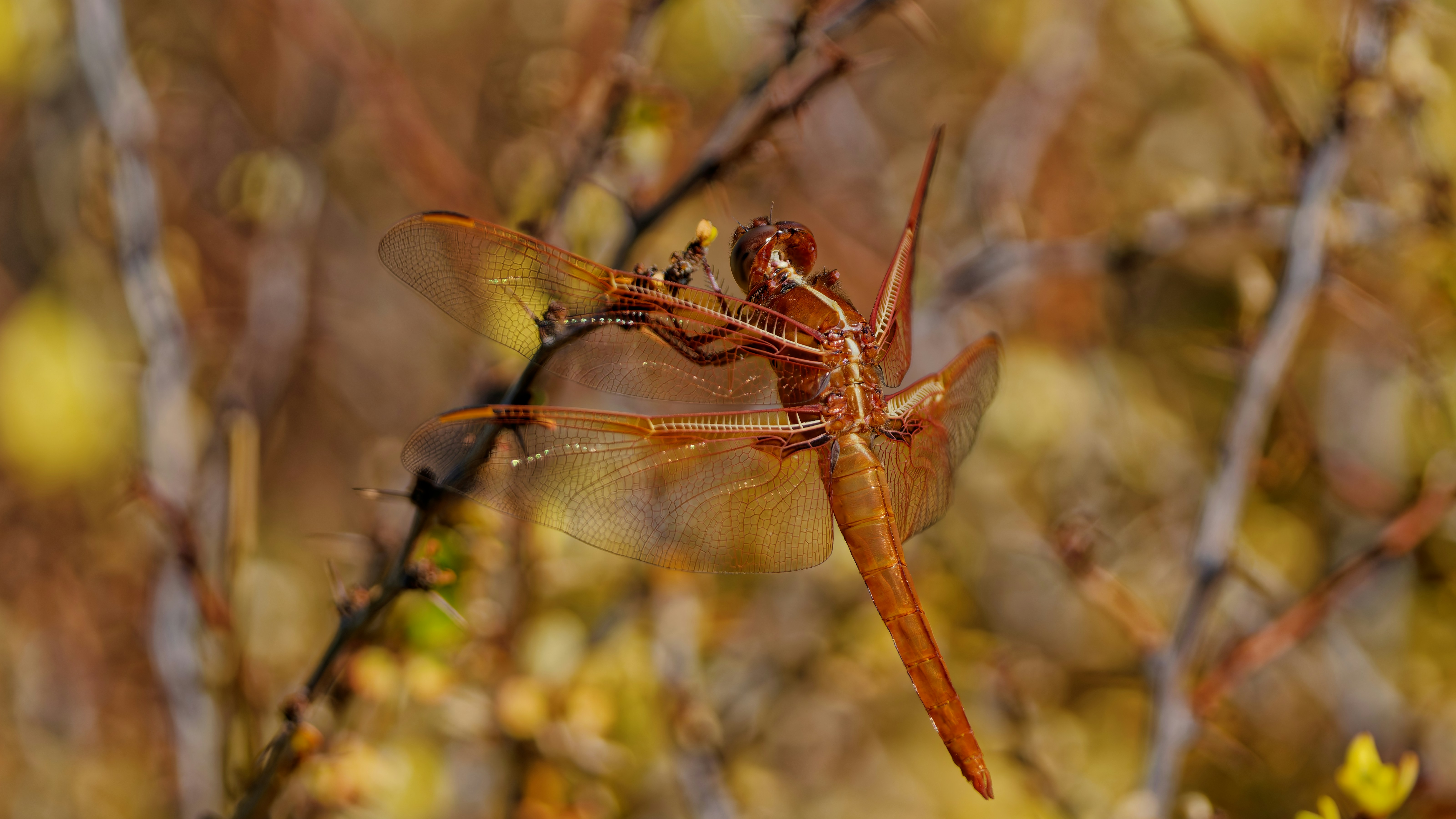 Amber Dragonfly in Autumn Corridor