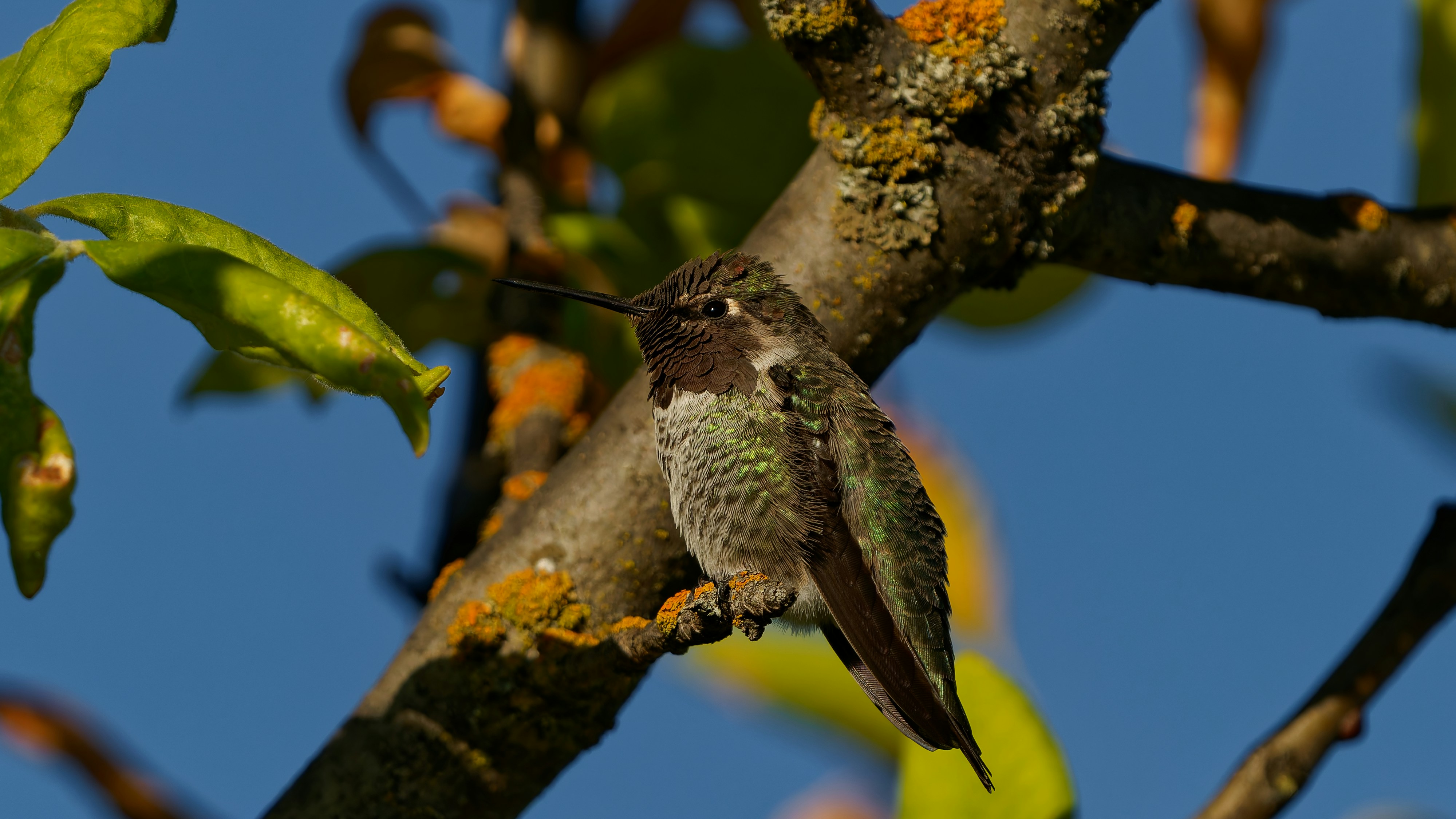 Tiny Hummer on a Sunlit Branch