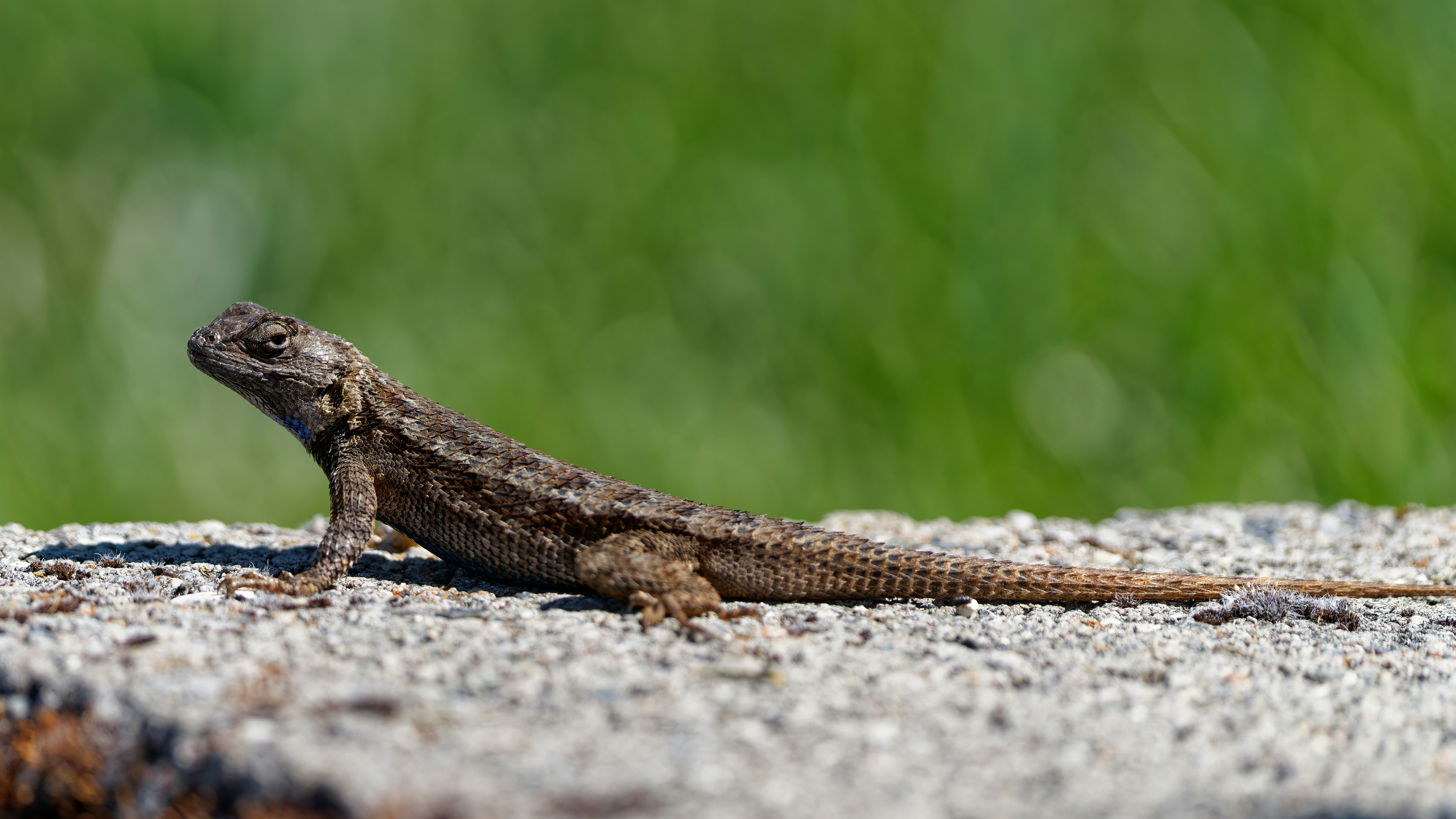 Scaled Sentinel: A Ground-Level Lizard Watches Over the Gravel
