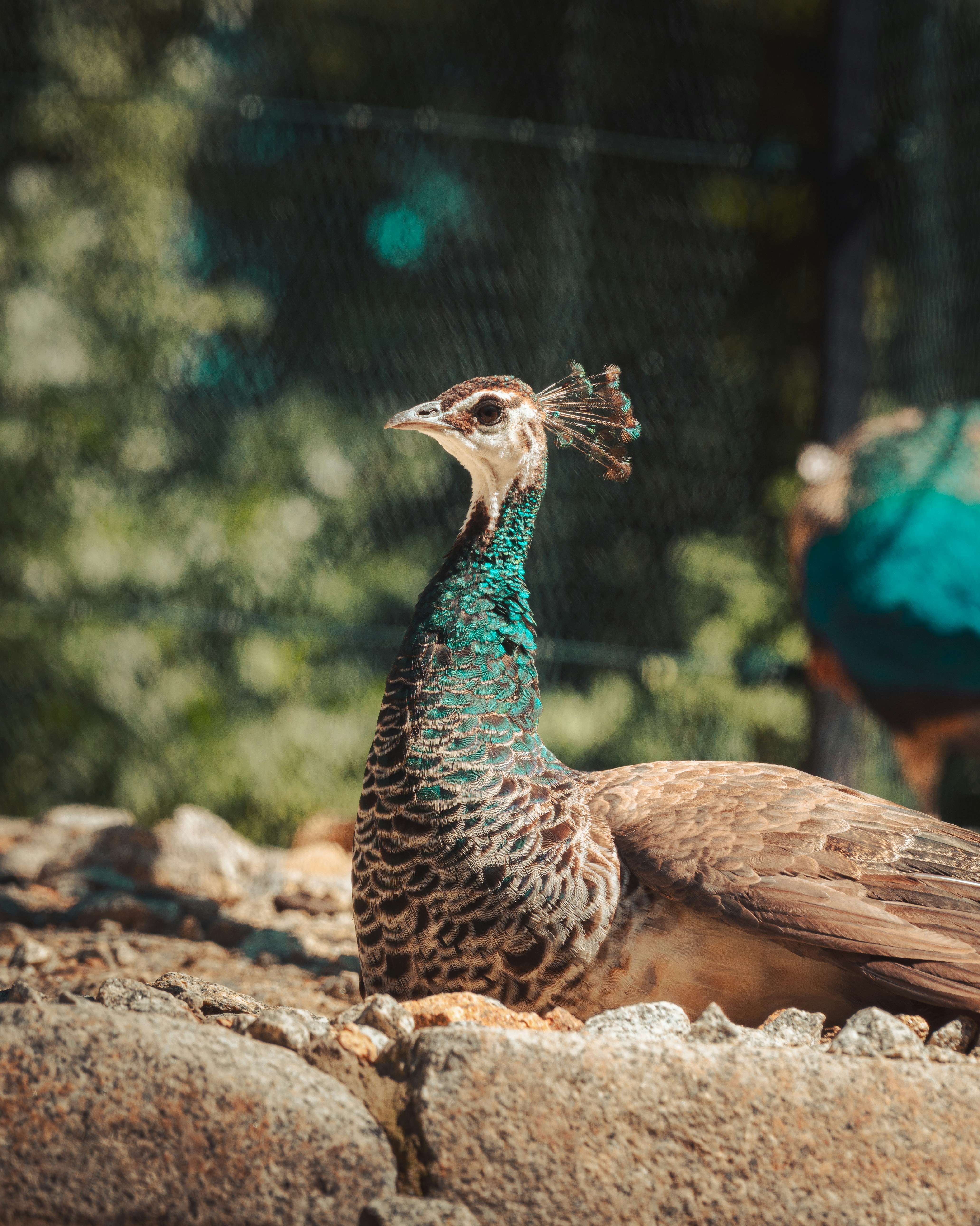 Emerald Crest: A Peahen’s Quiet Vigil