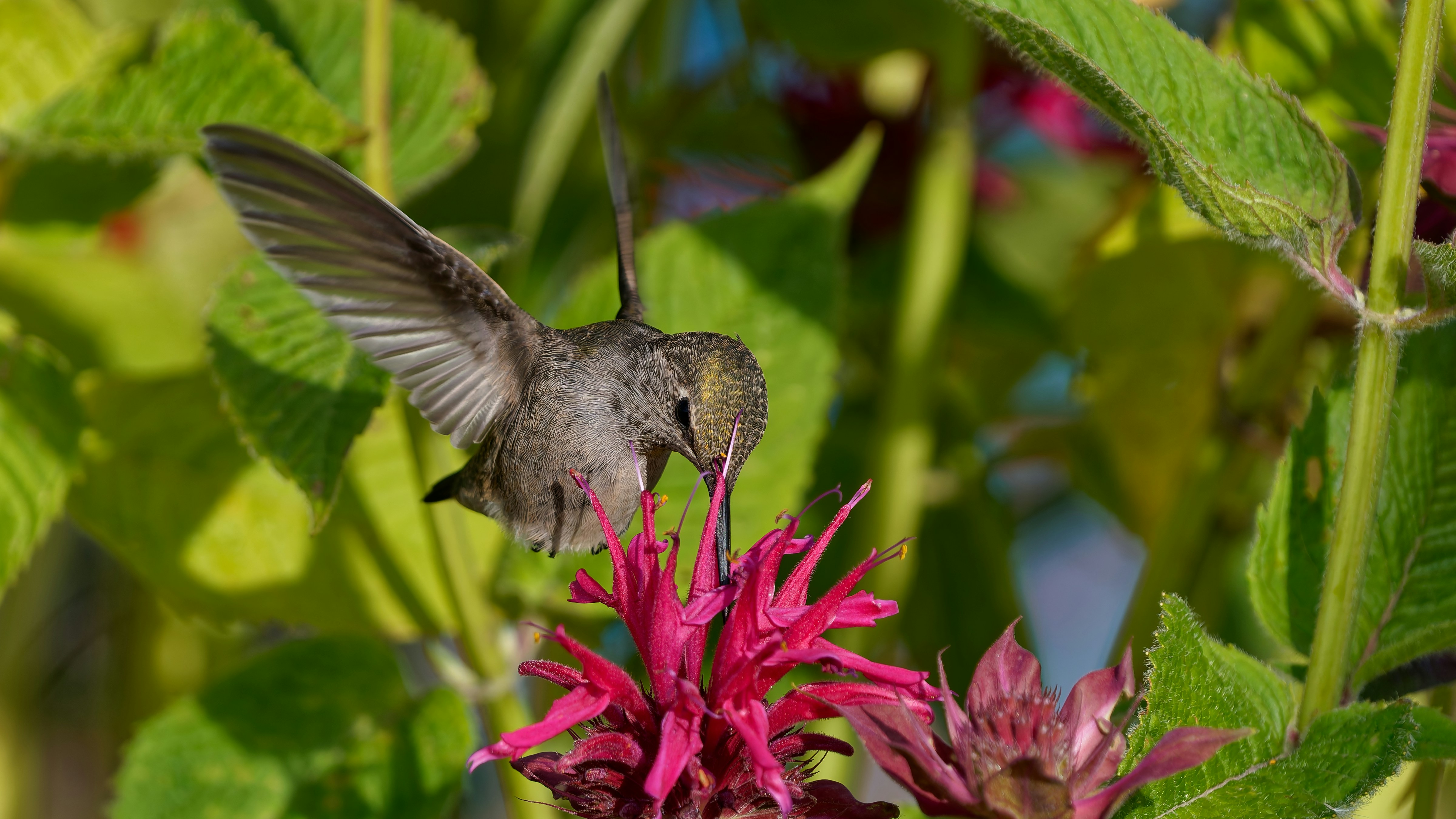Hummingbird in a Pink Bloom: A Moment of Nectar and Light