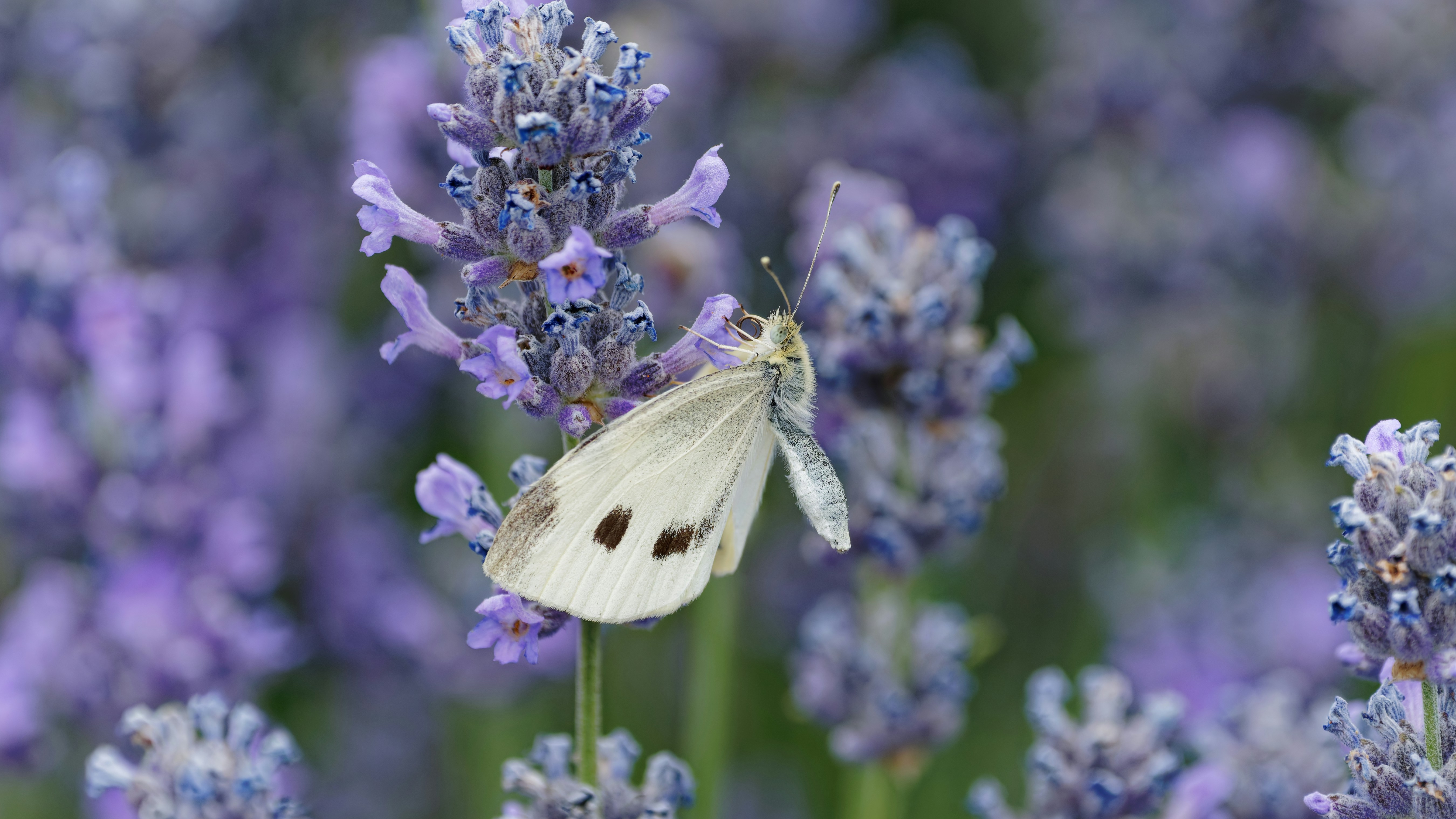 Quiet Meadow Moth: A Pale Wing Among Lavender