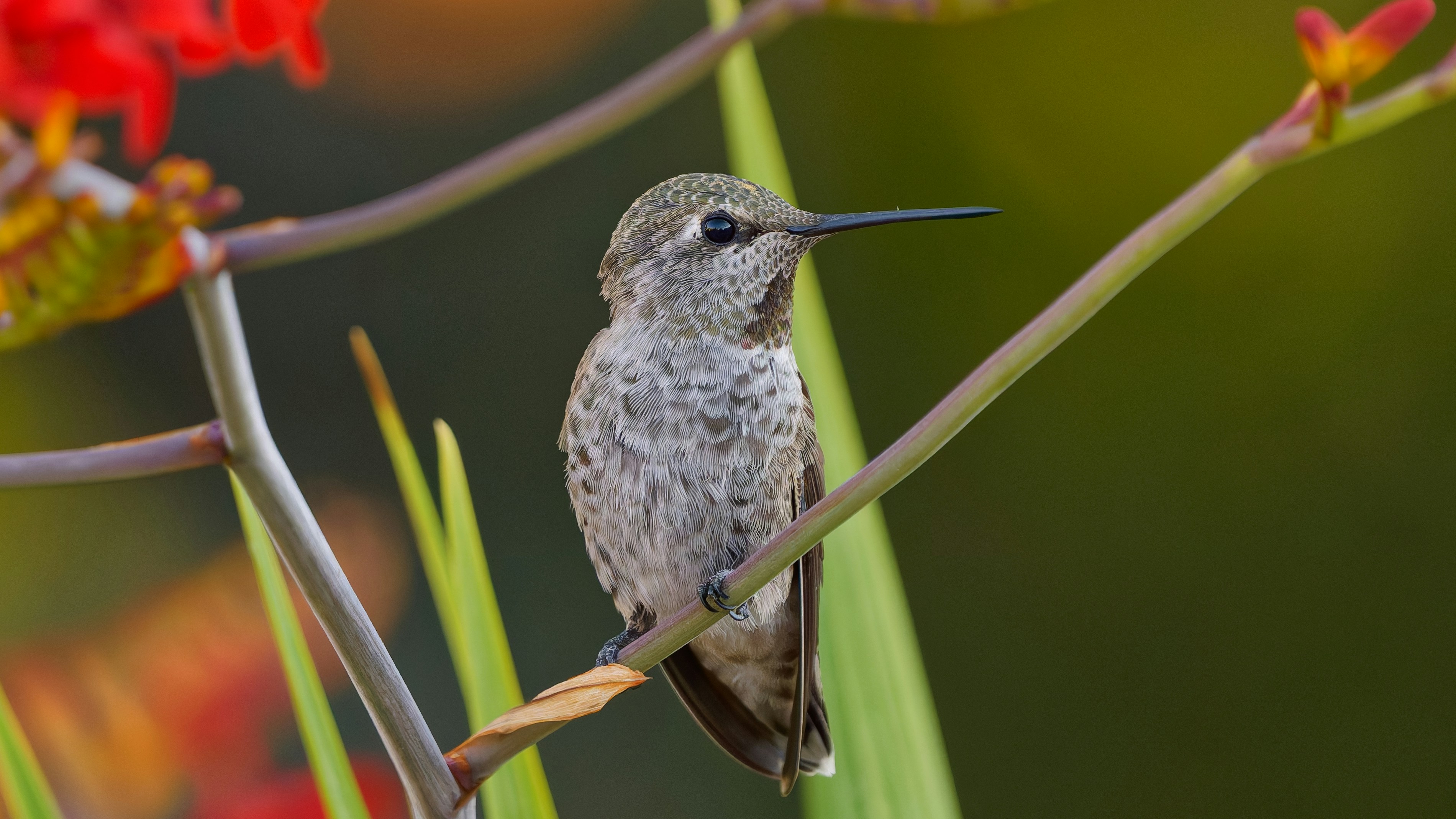 Perched Hummingbird Amid Neon Flora