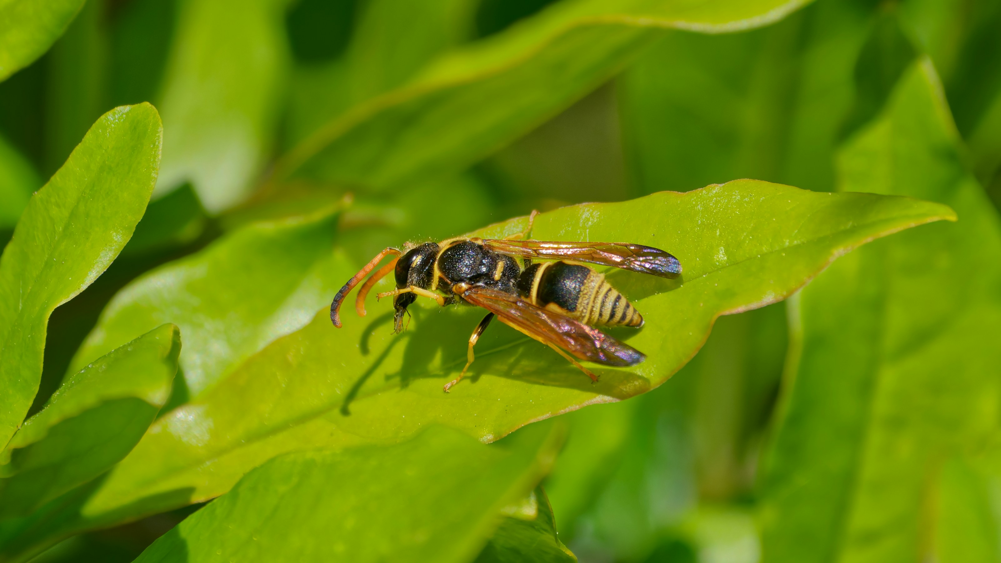 Wasp in Focus: Close-up on a Bee-like Wasp Amid Green Leaves