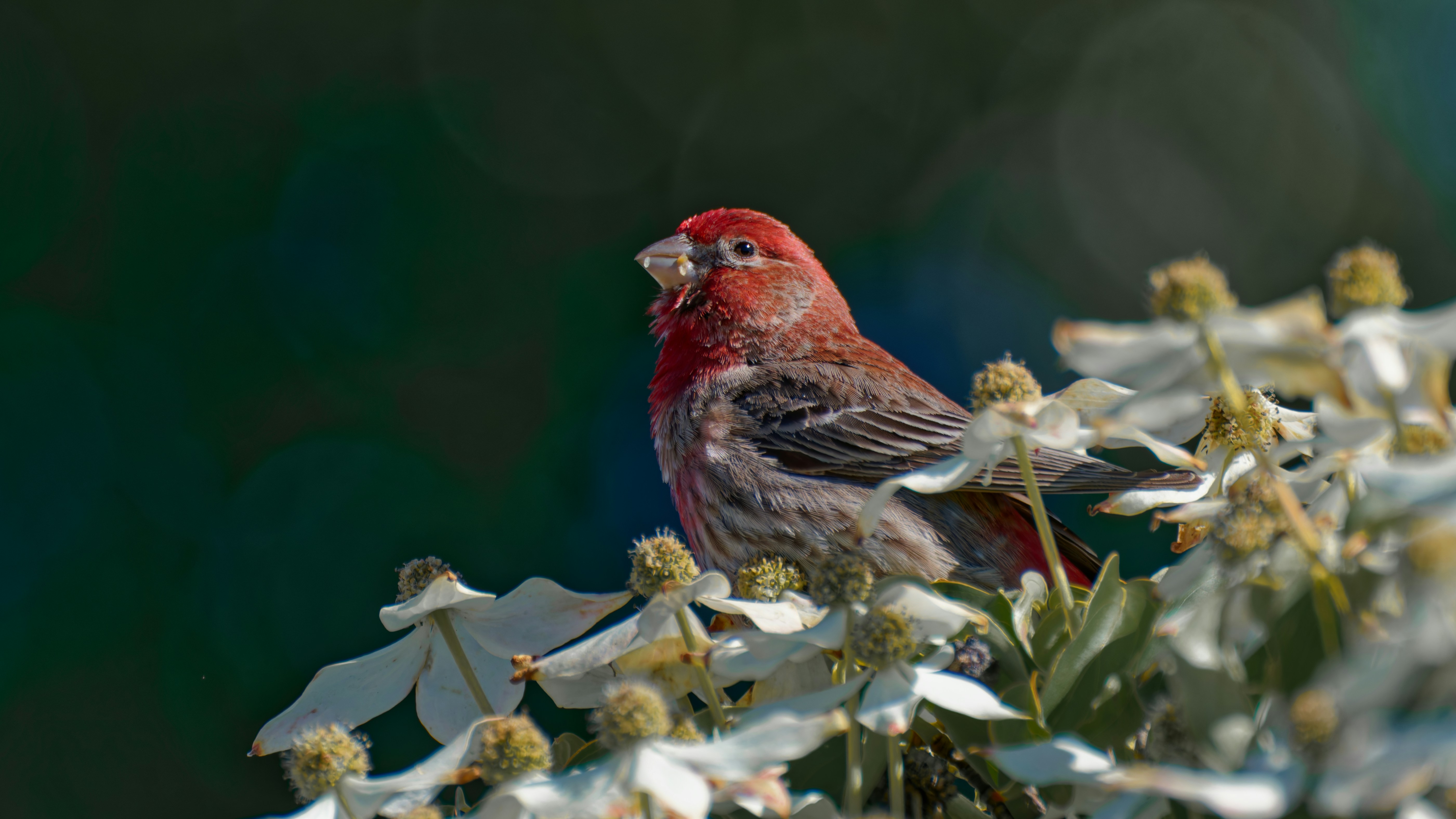 Crimson Cardinal on White-tinged Blossoms
