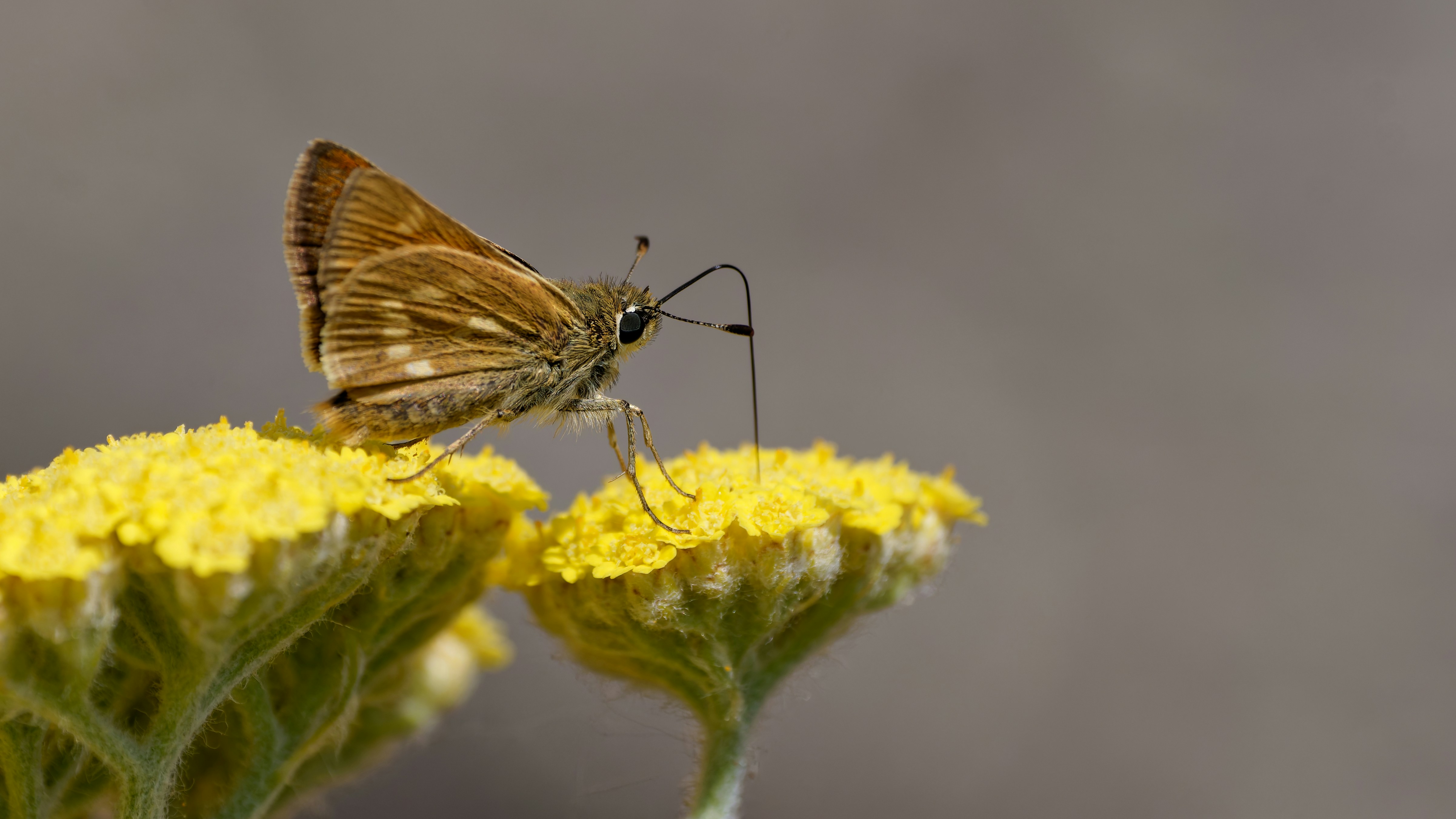 Click of Yellow: A Hovering Monarch on a Golden Blossom