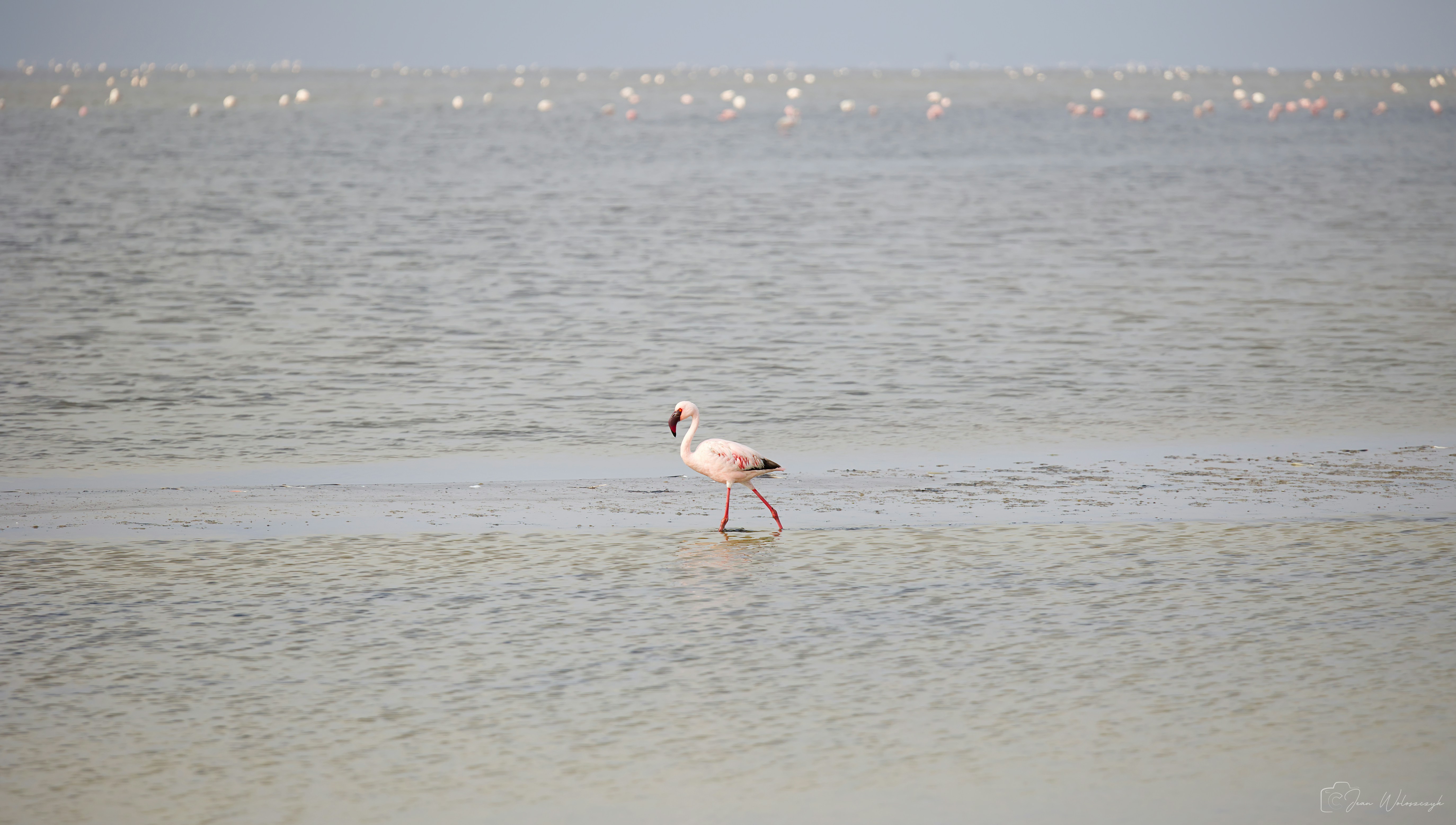 Long-legged Flamingo in Quiet Shoreline Light