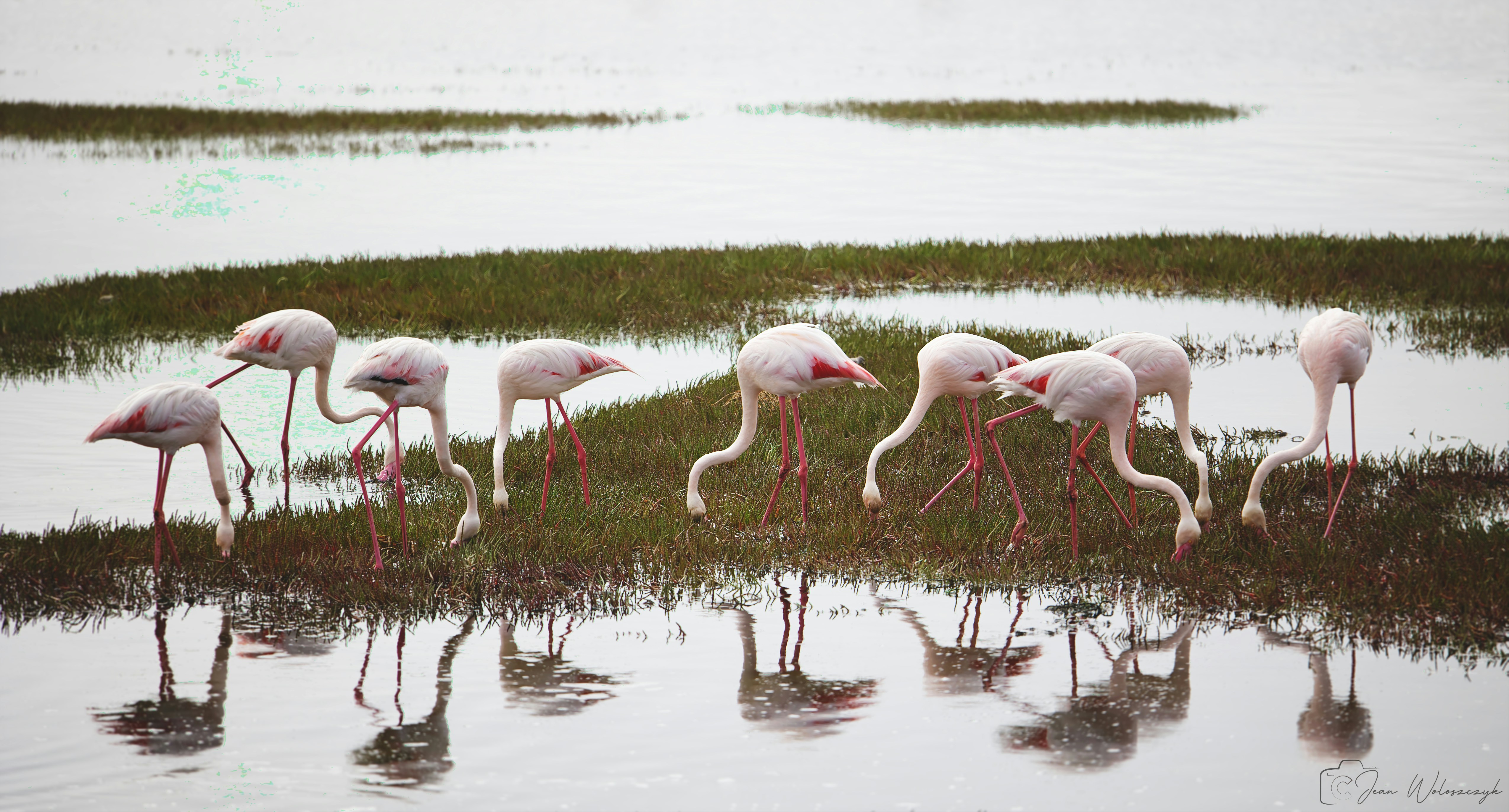 Flamingos in Shoreline Shallows: A Rippled Chorus