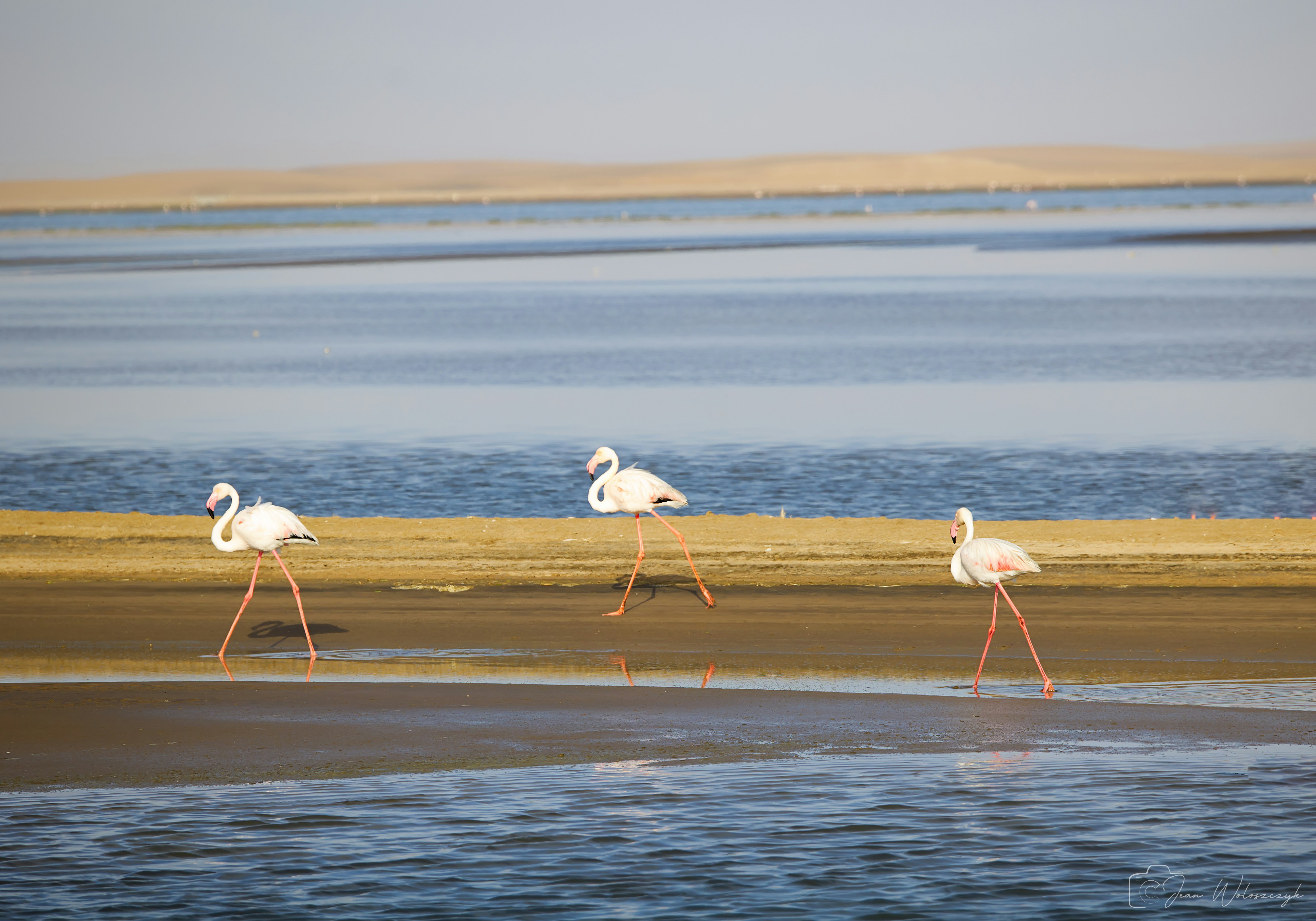 Flamingo Parade Across Tidal Flats at Dusk