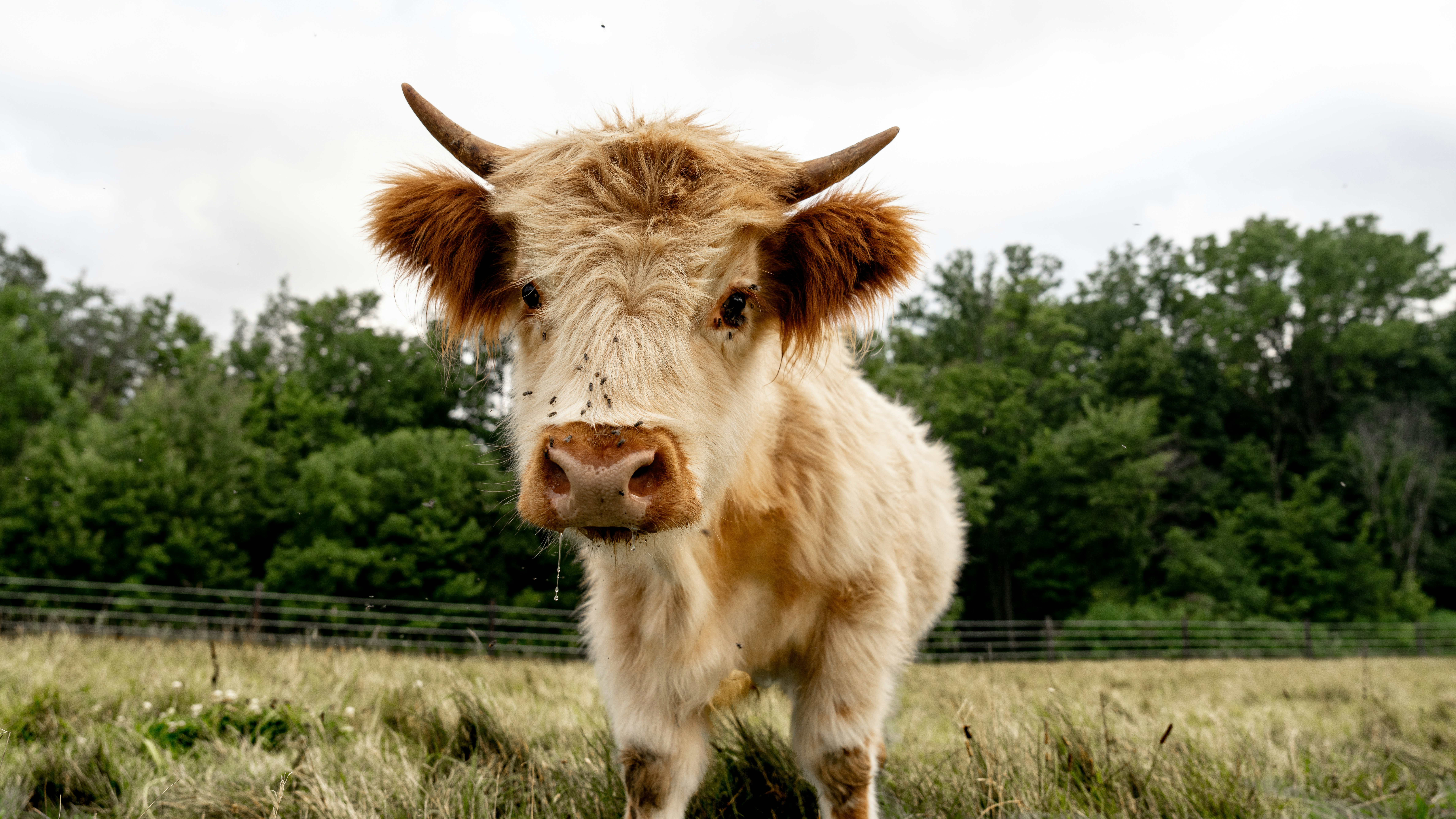 Curious Highlander: a young cow in a sunlit pasture stares down the lens