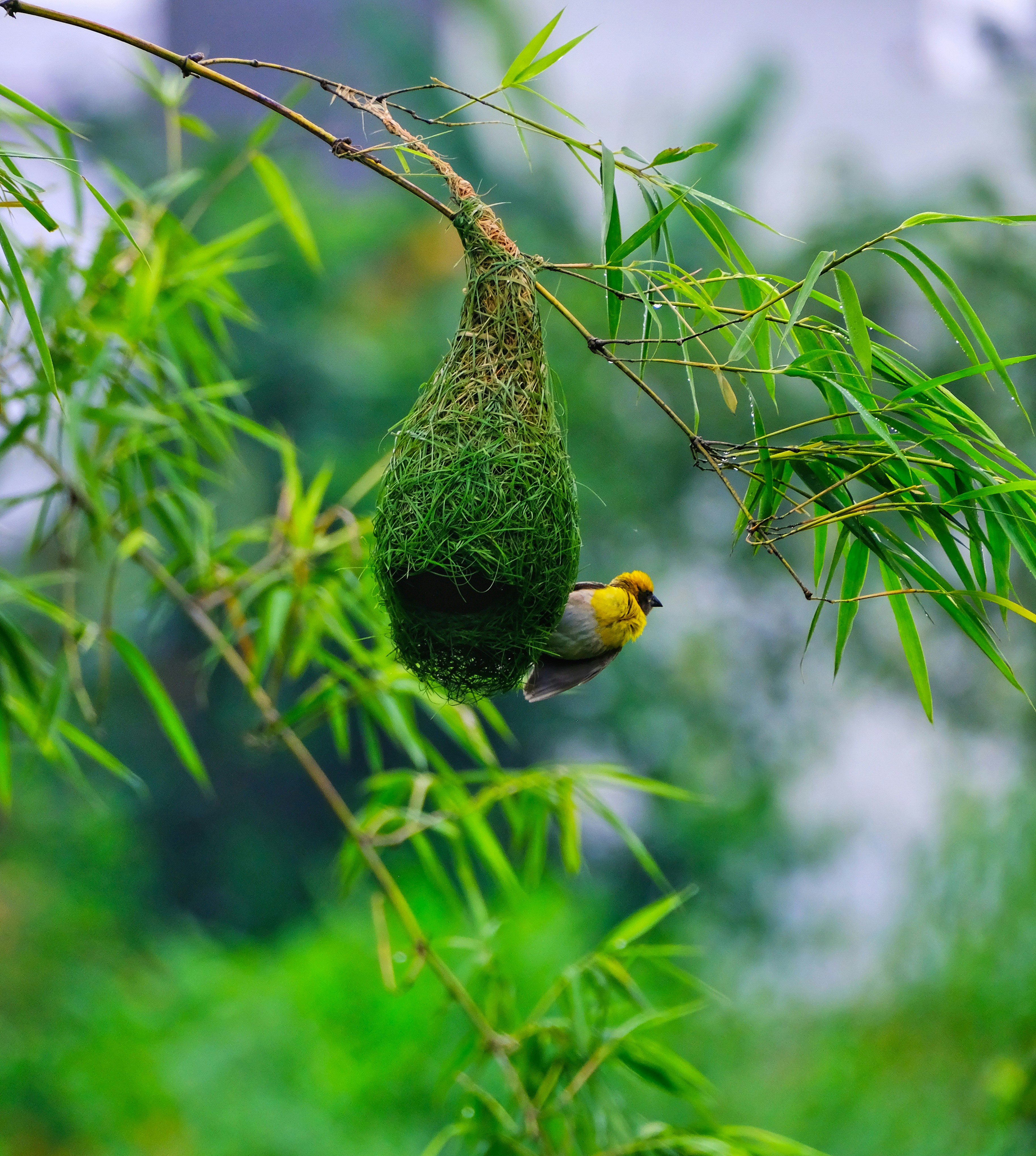 A vivid yellow-breasted sunbird clings to a hanging woven nest suspended from bamboo, with a soft, green bokeh background.