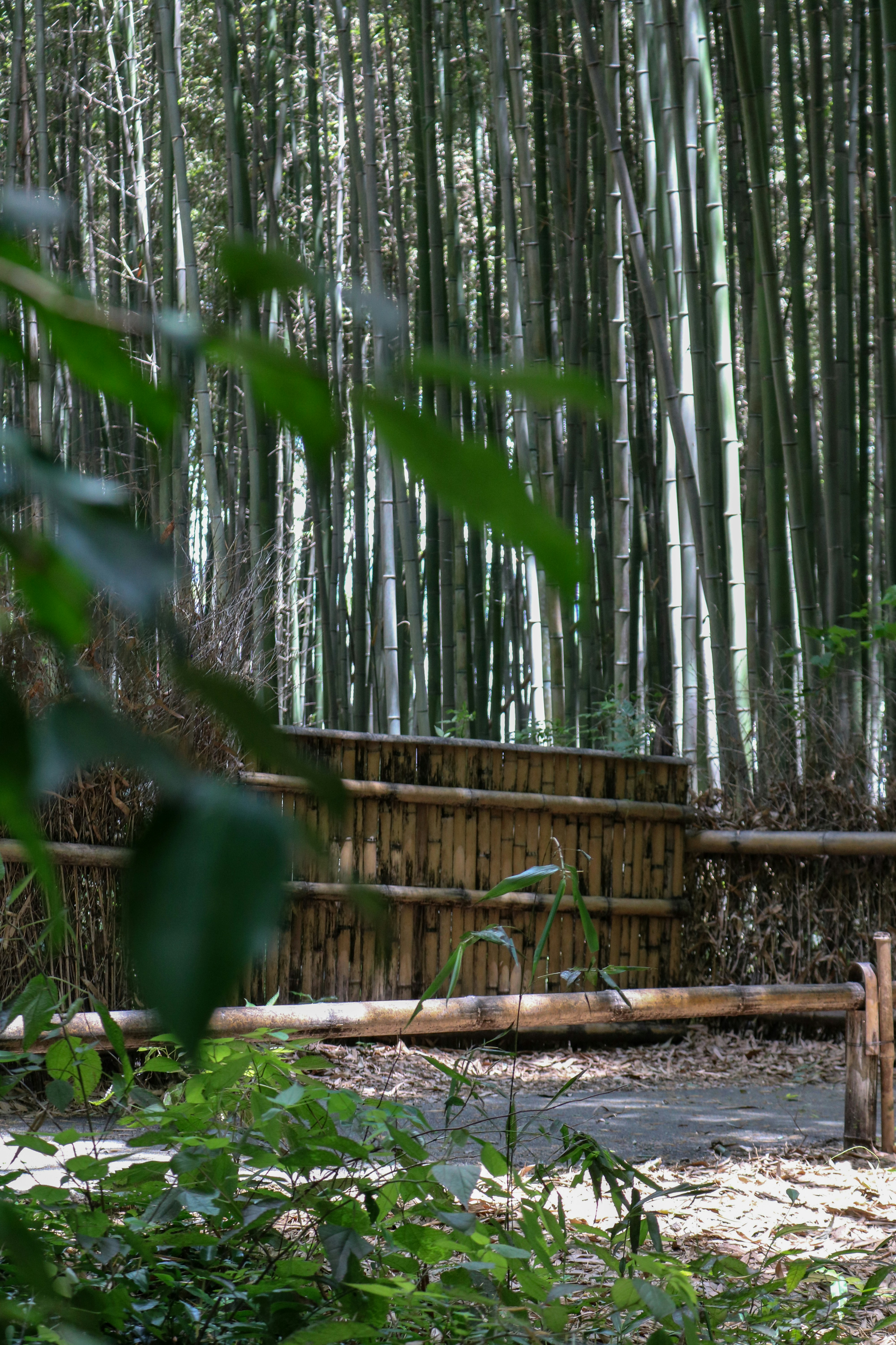 Bamboo Gate in a Quiet Forest Clearing