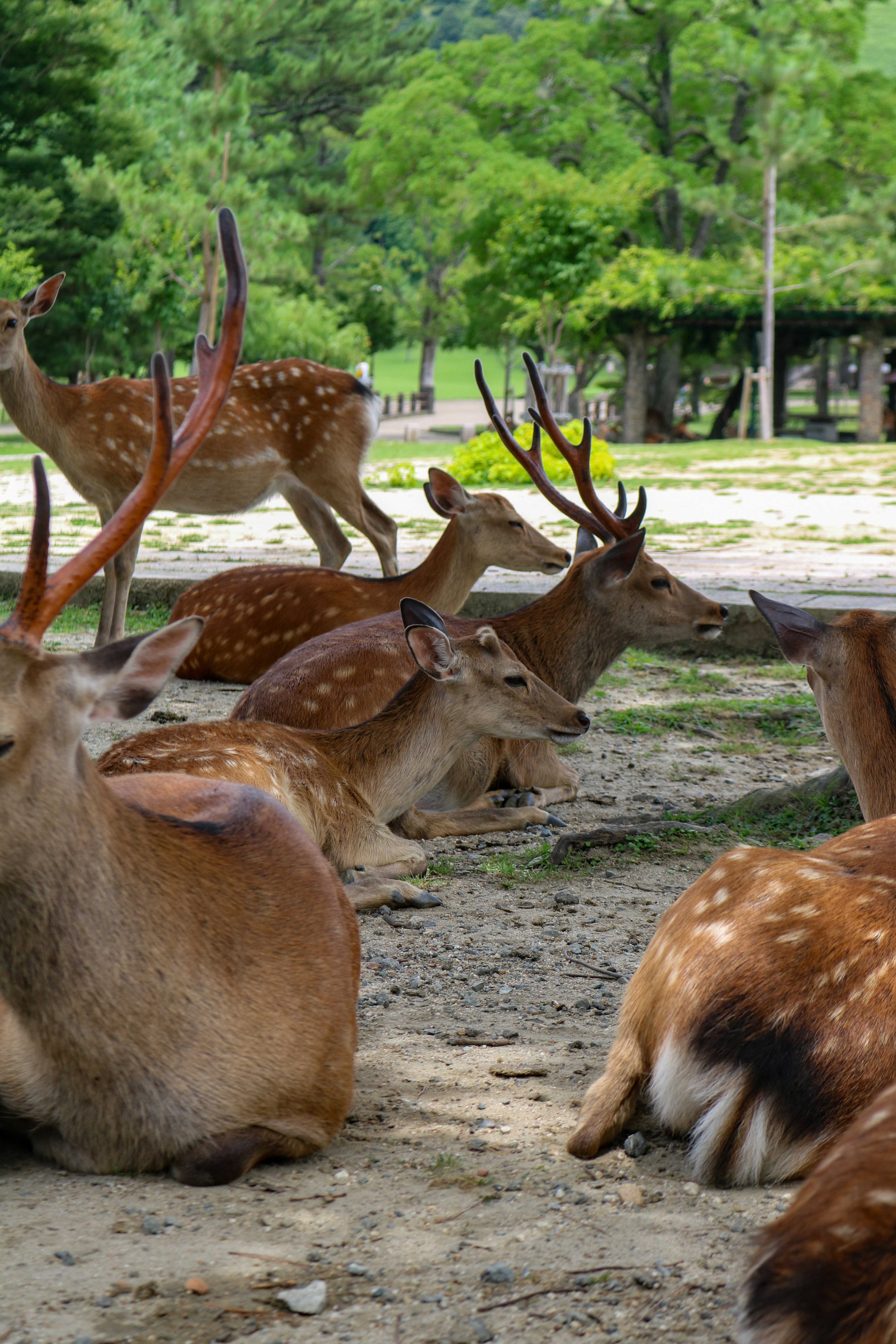 Resting Herd: Velvet Antlers and Dappled Light in the Park