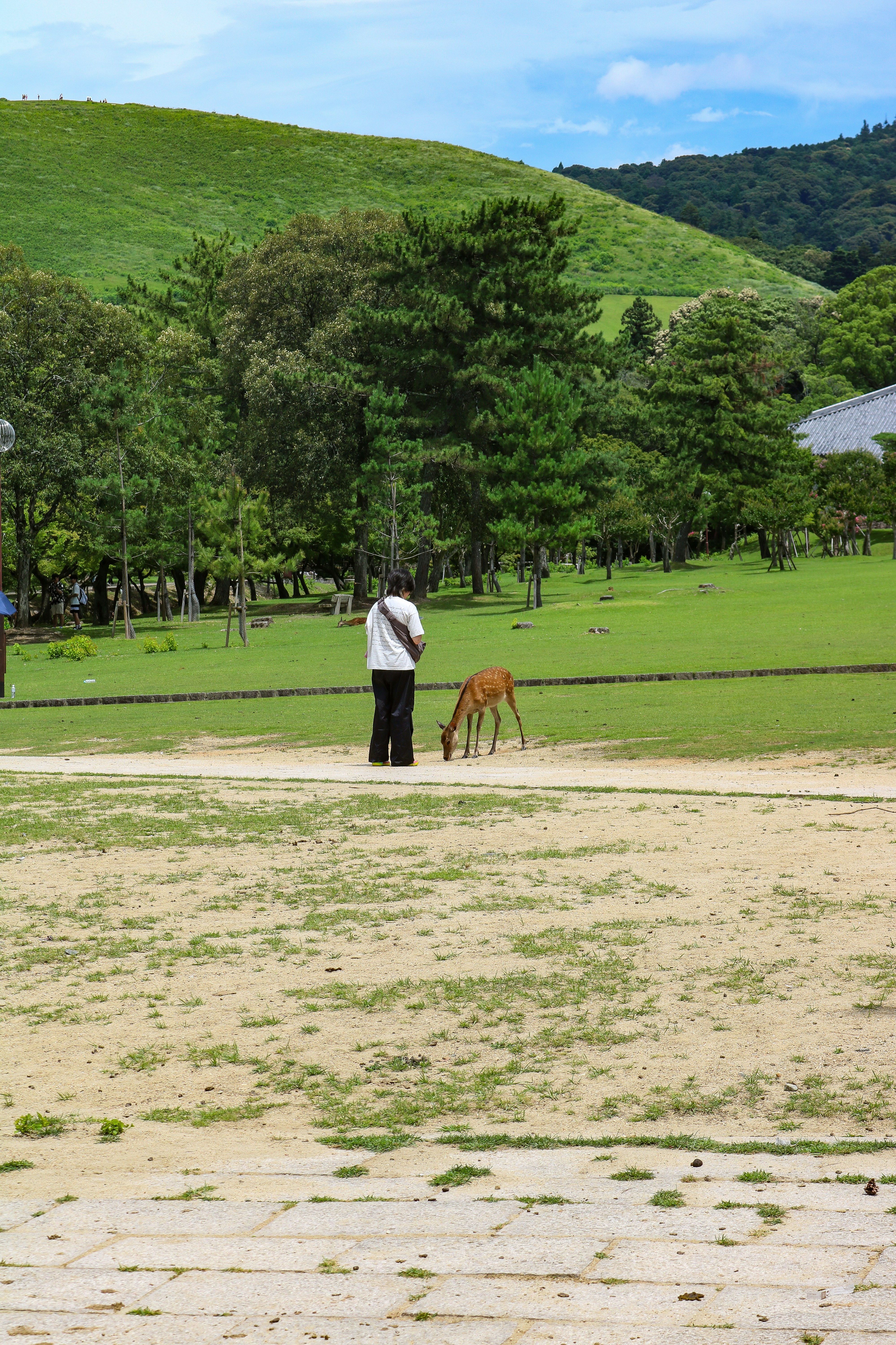 A Quiet Encounter: Person with Deer in Sunlit Park