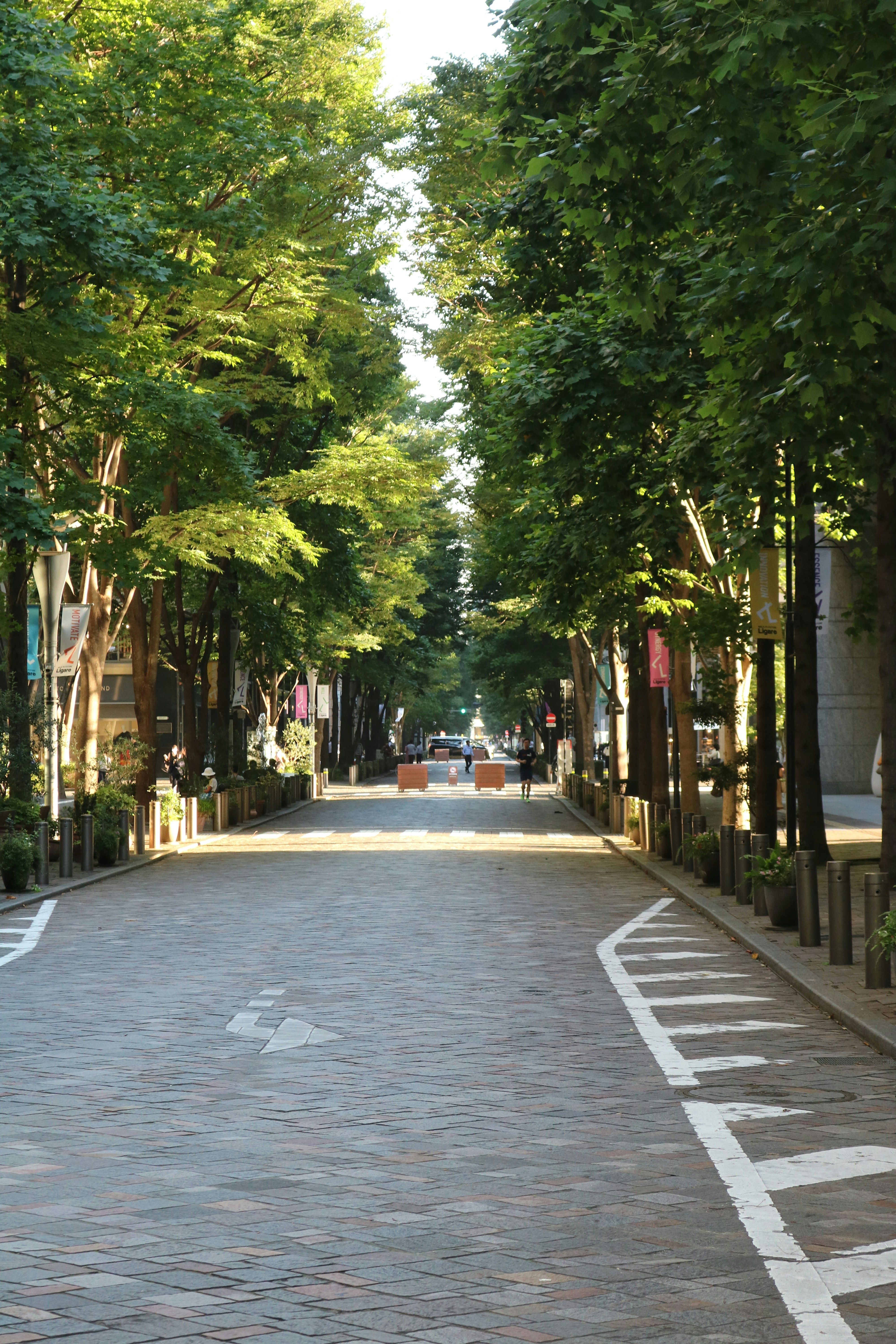 A Tree-Canopied Avenue Framing a Quiet City Walk