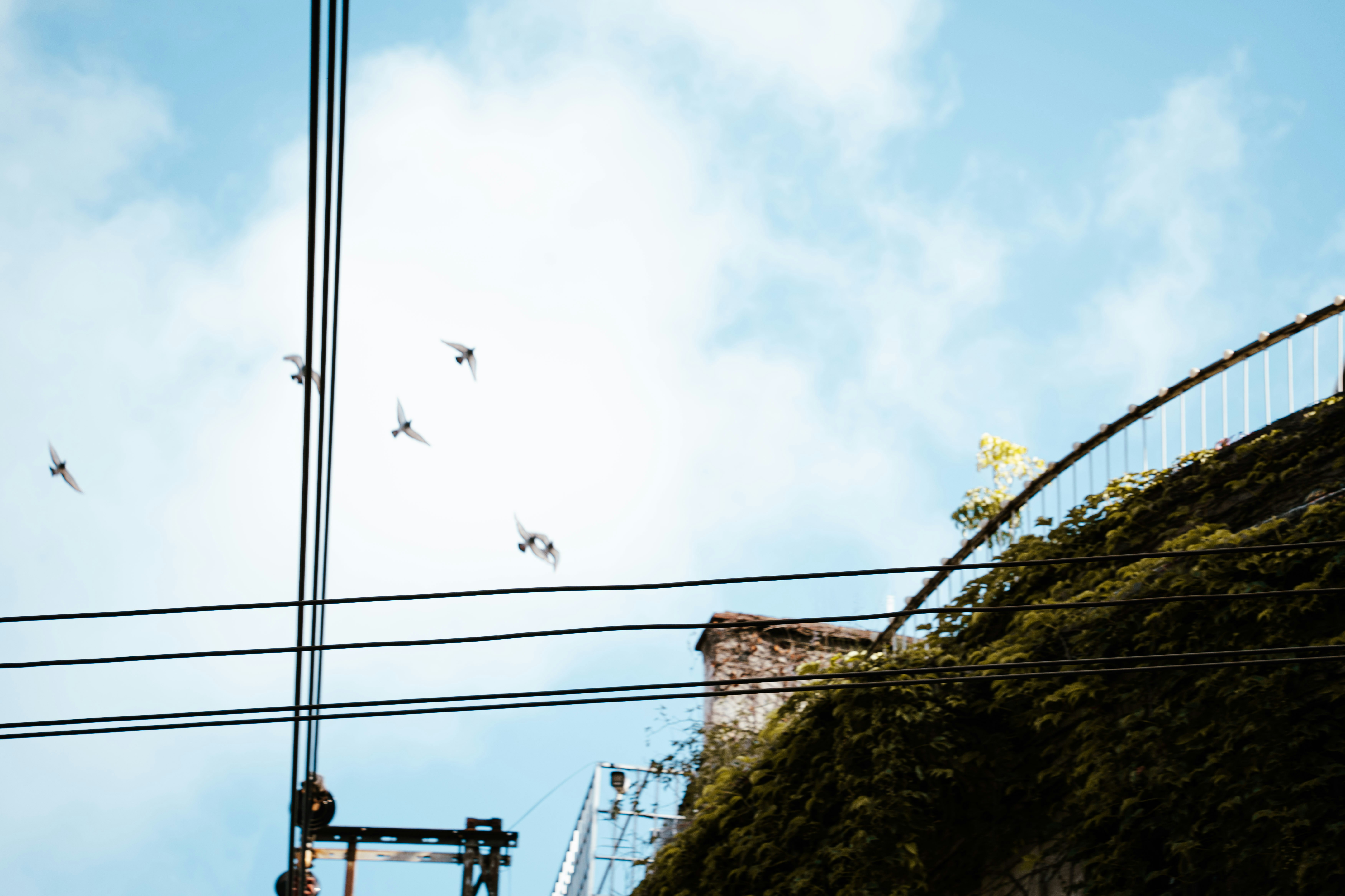 Wires, Sky, and Hushed Birds: A Quiet Urban Moment