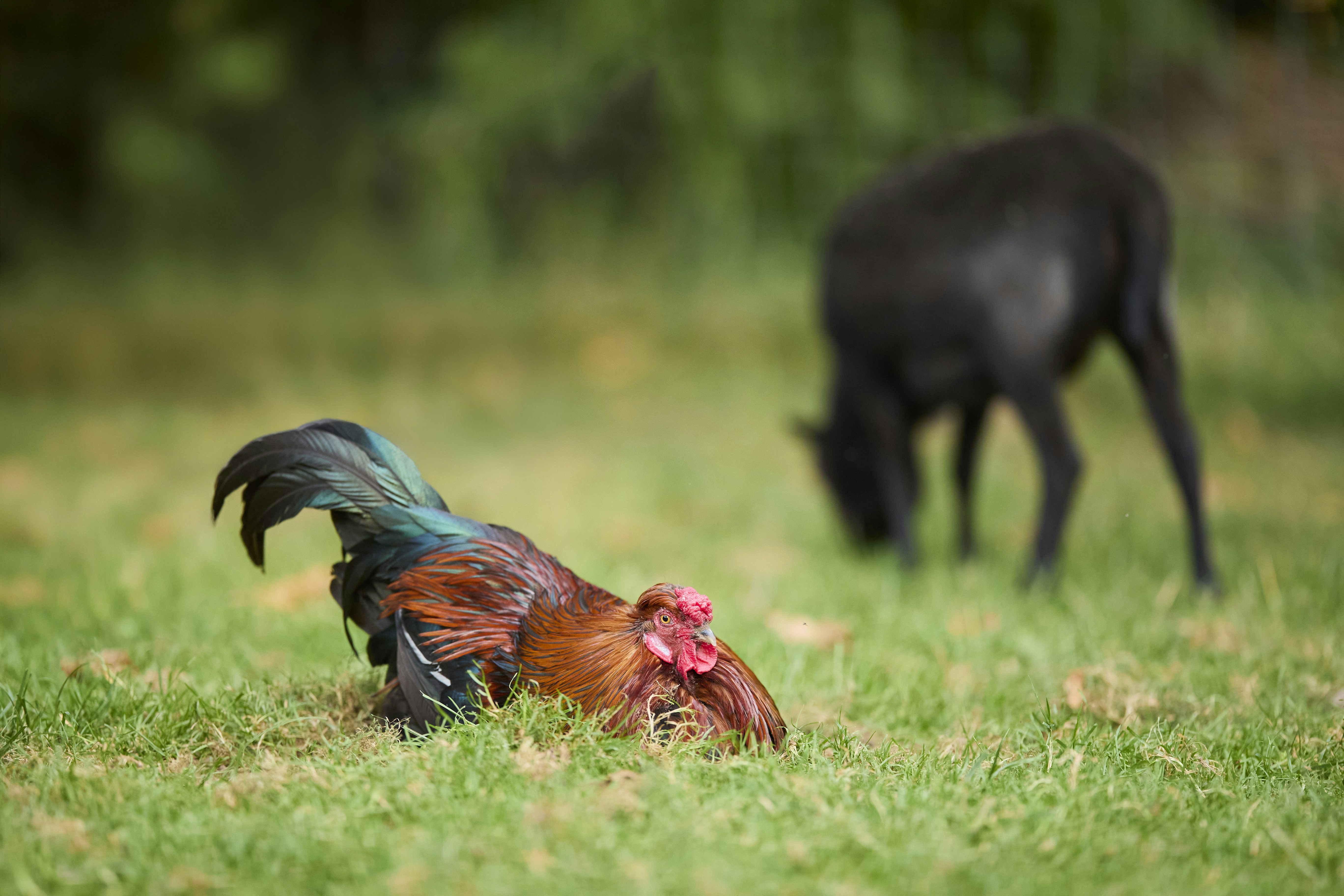 Sunlit Rooster in the Grass: A Quiet Farm Moment