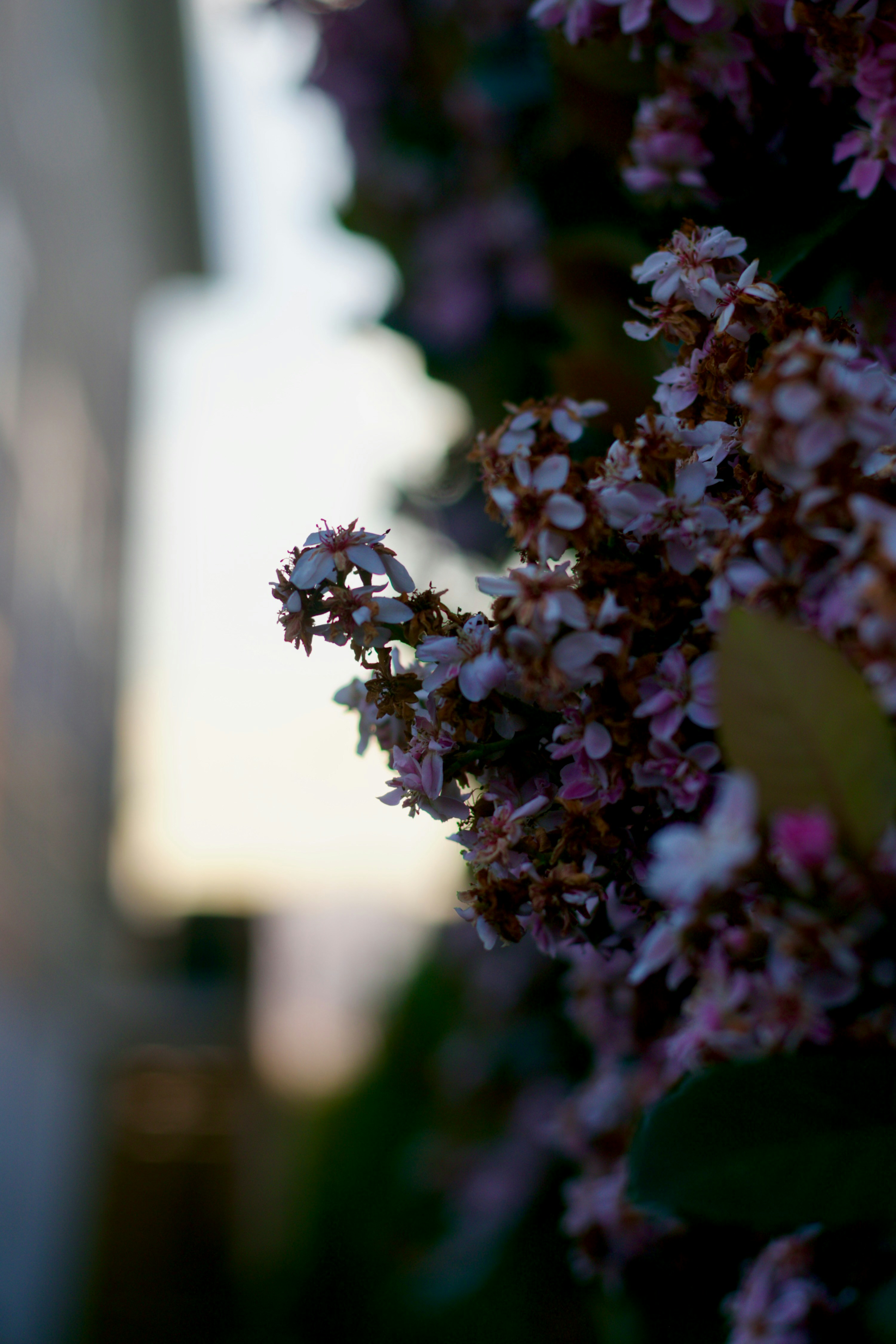 Petaled Edge: A Cluster of Spring Blooms in Soft Backlight