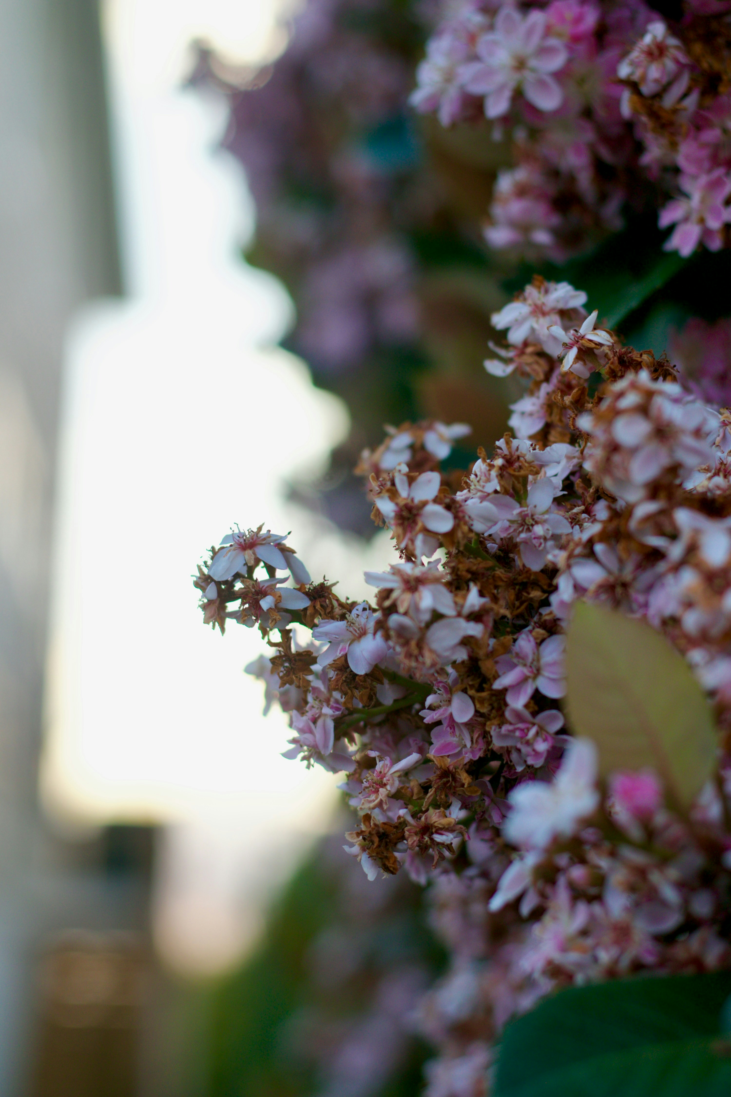 Soft Hydrangea Drift: A Blooming Focus in Evening Light