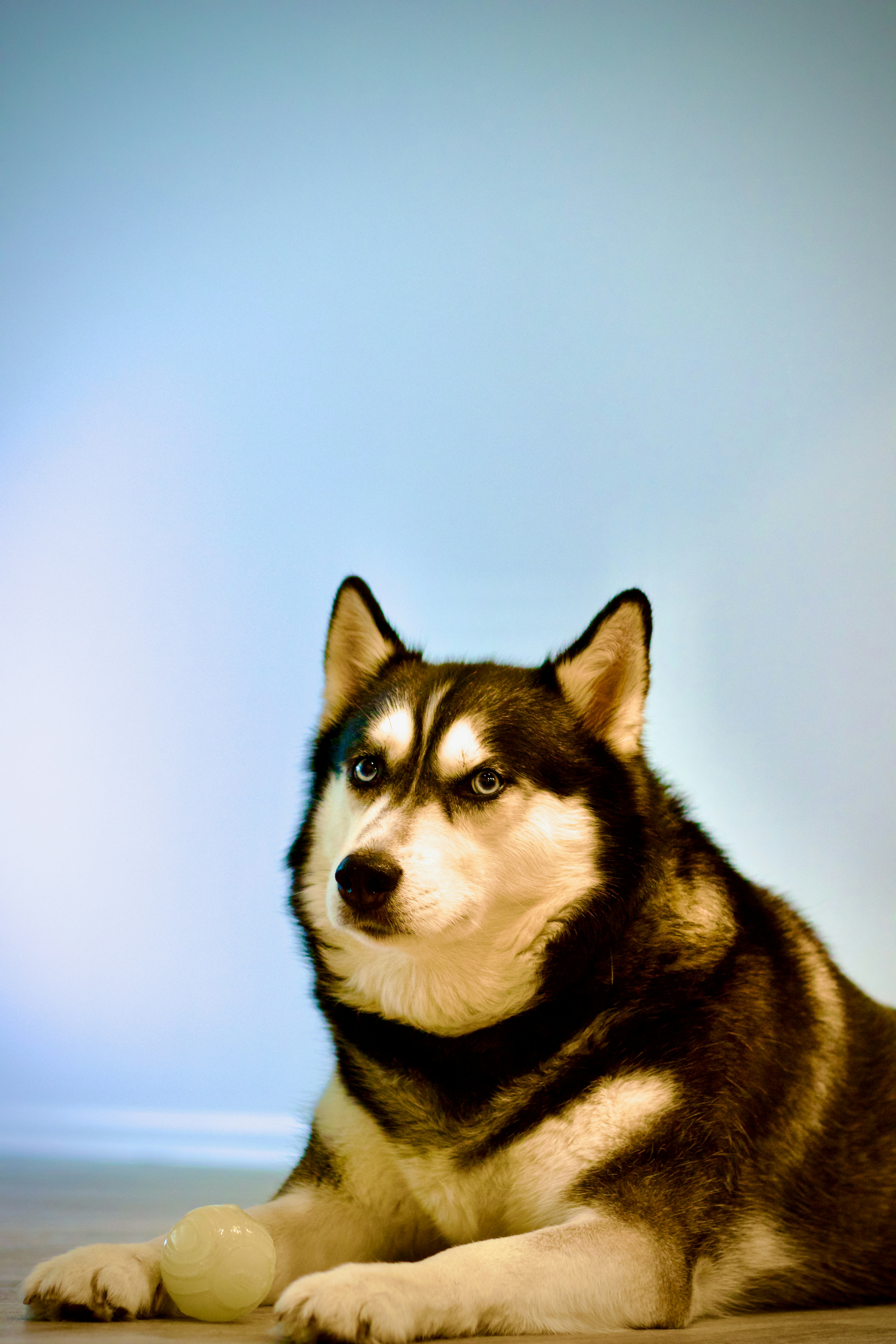 Siberian husky lies on the floor with a light-colored ball nearby, set against a soft blue gradient backdrop.