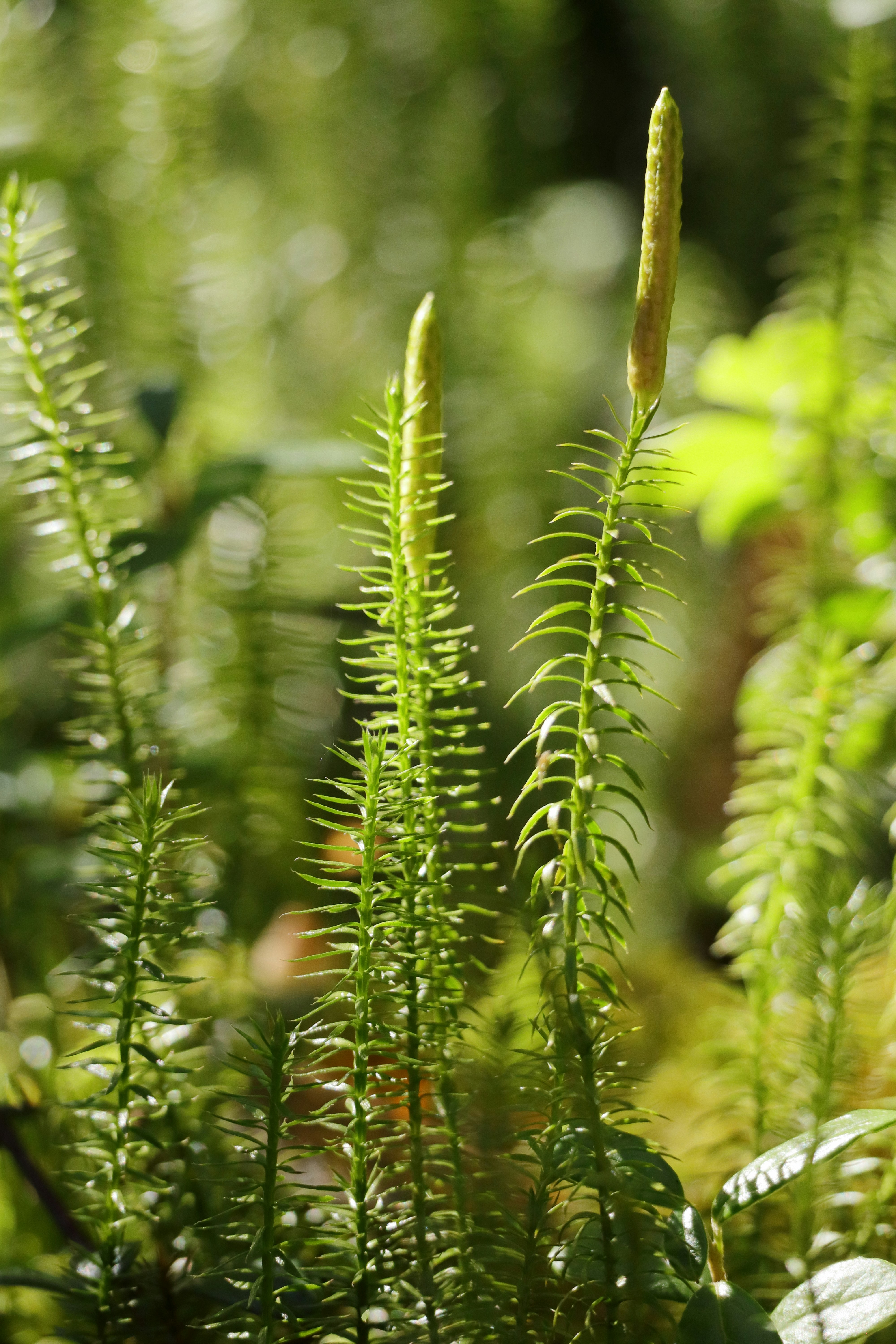 Emerald Spikelets Reaching for Lance-like Sunlight