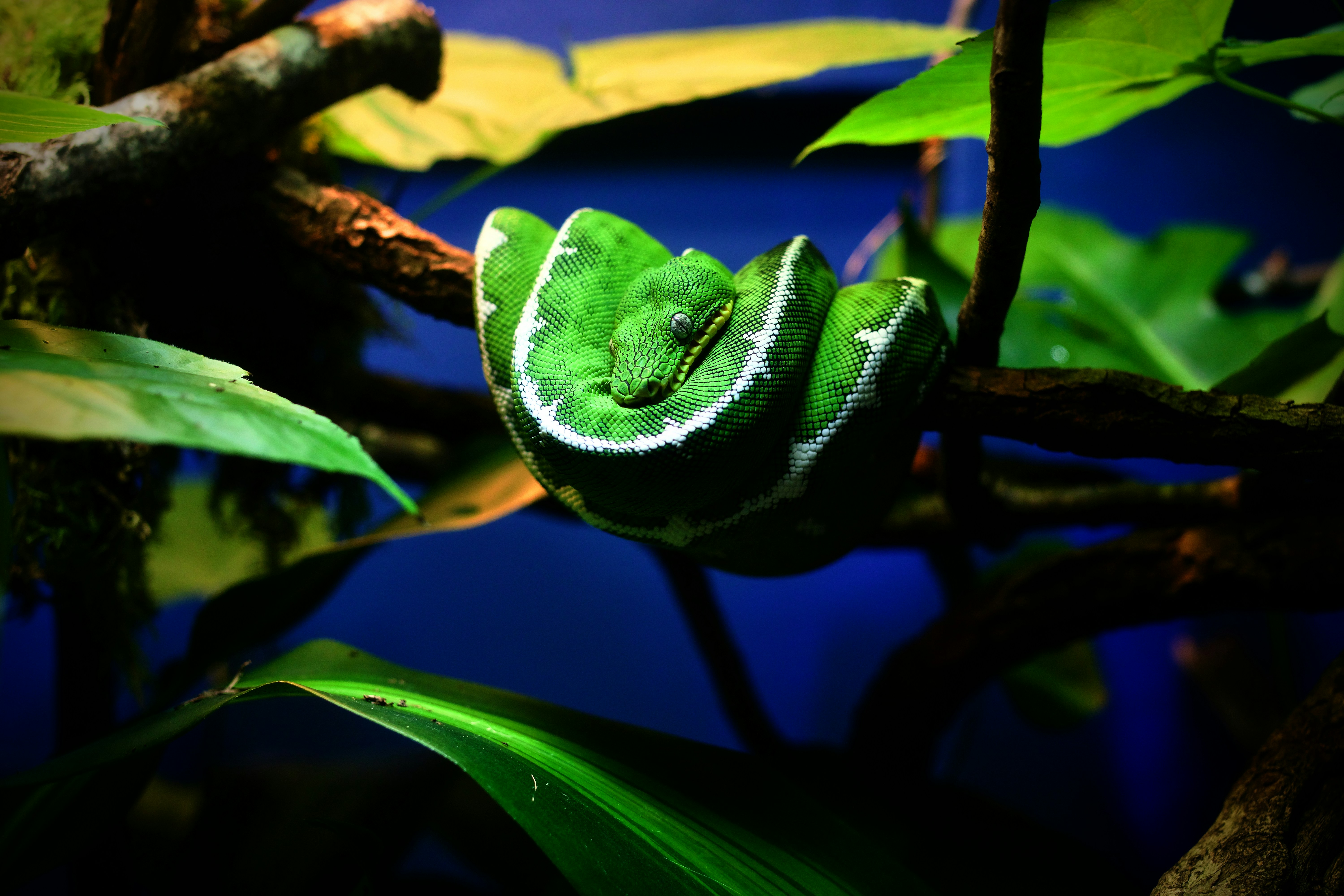 A green emerald tree boa coiled on a branch among lush tropical leaves