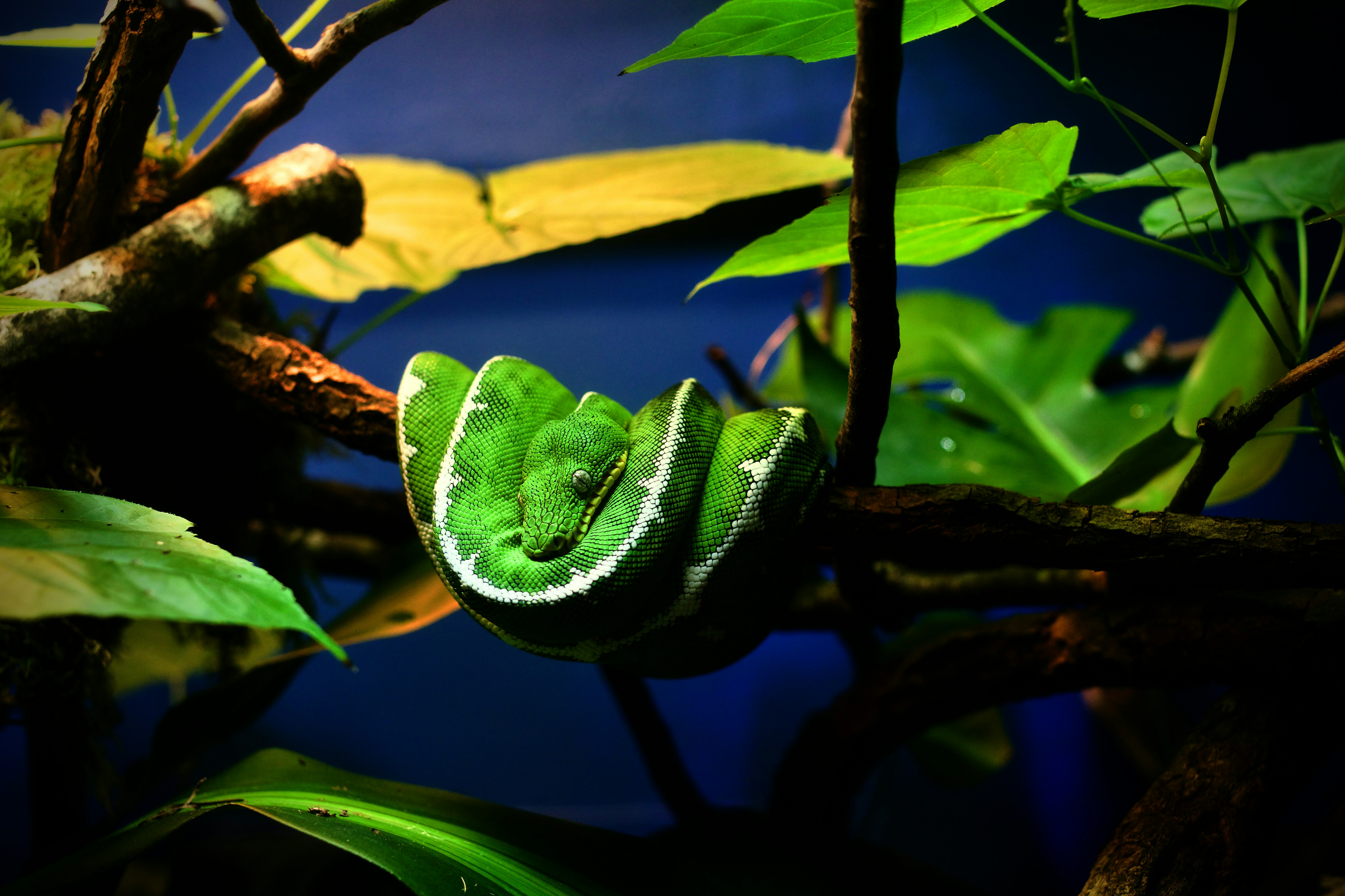 Emerald Coil: A Green Pit vined in a Quiet Jungle Glow