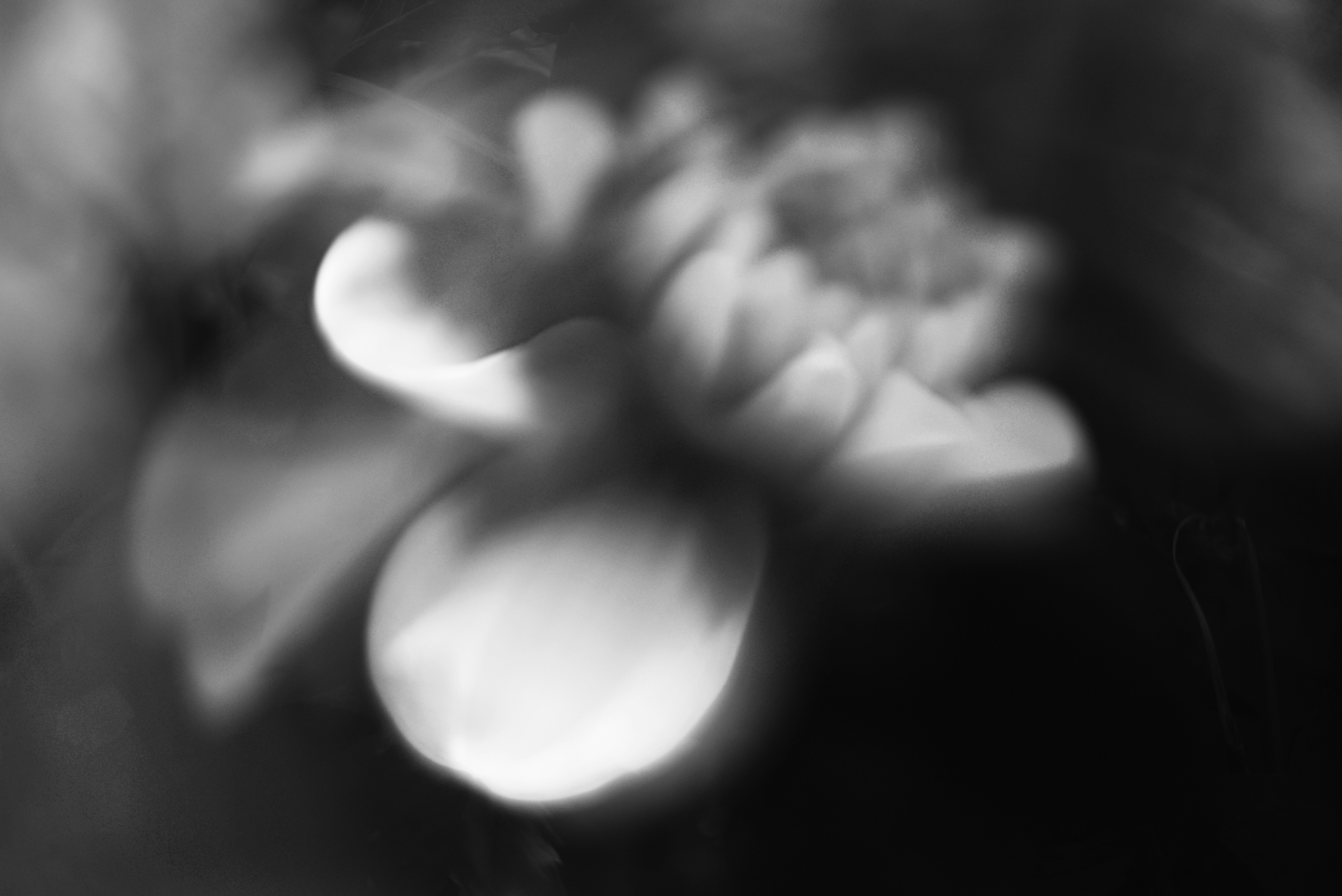Soft Bloom: Abstract Petal Blur in a Monochrome Moment
