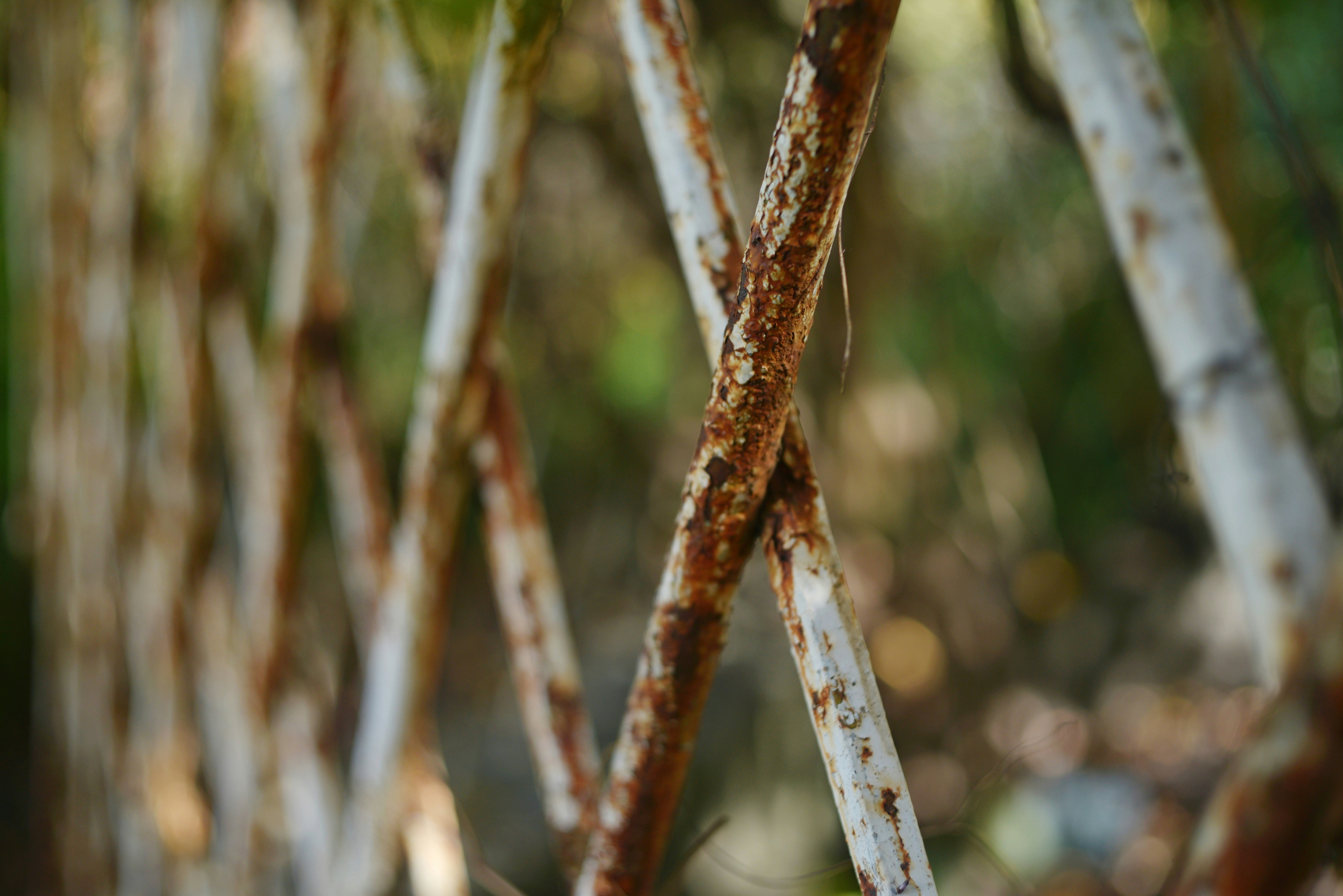 Rusted Lattice: Iron Threads in a Distant Forest