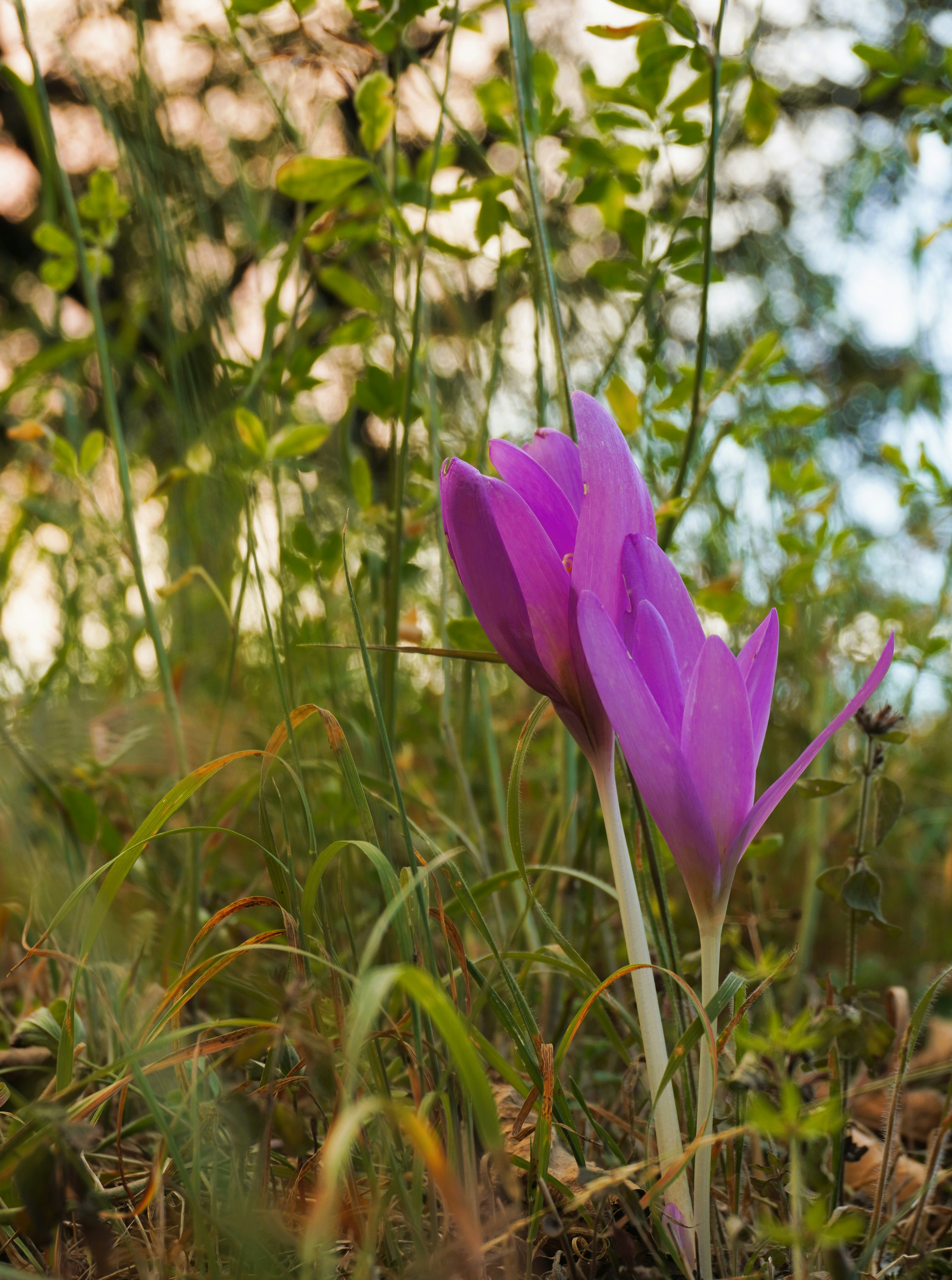Purple Crown in a Sea of Green