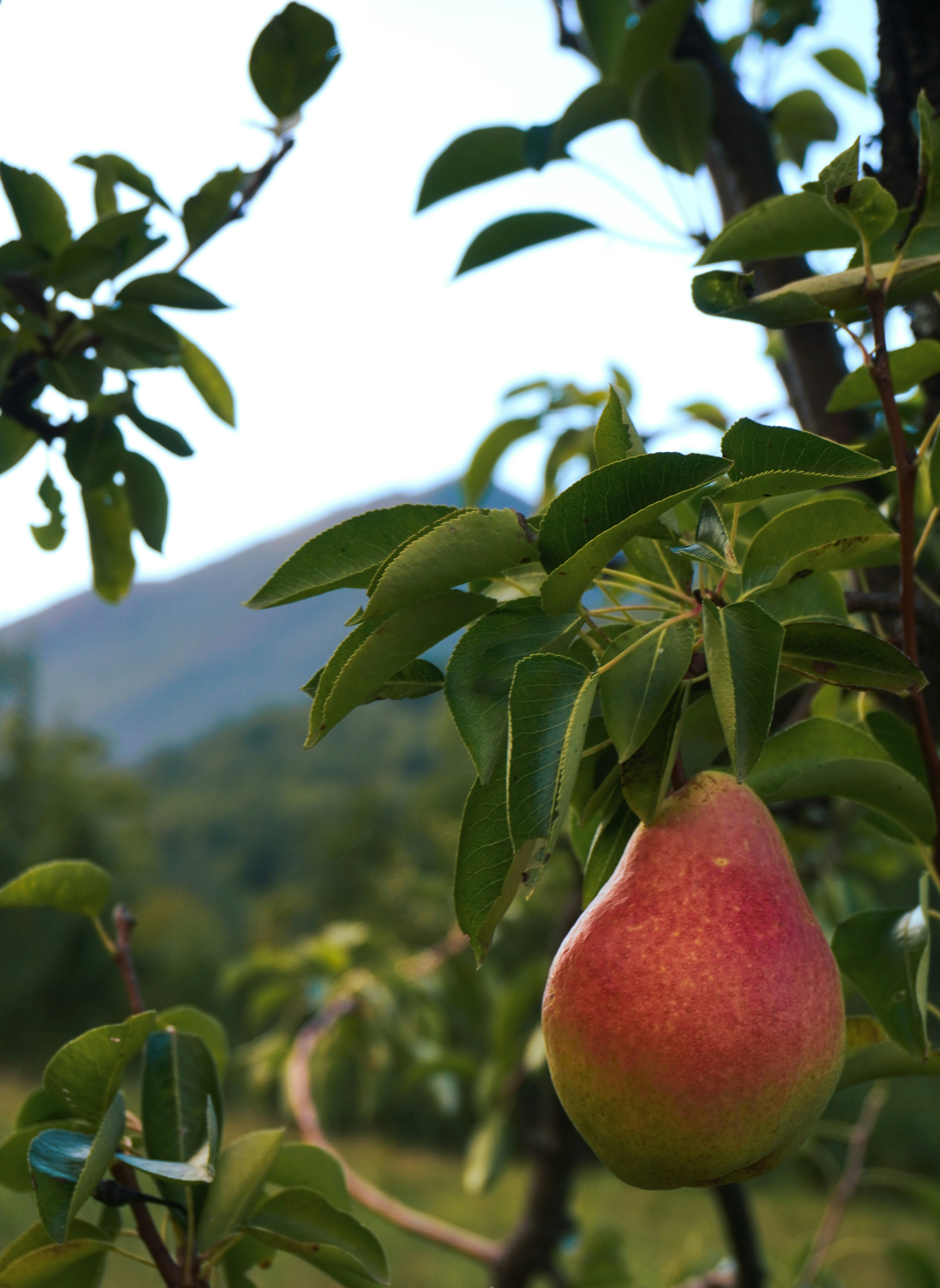 Ripe pear hangs from a branch against a blurred orchard backdrop, showcasing natural fruit detail and green foliage.