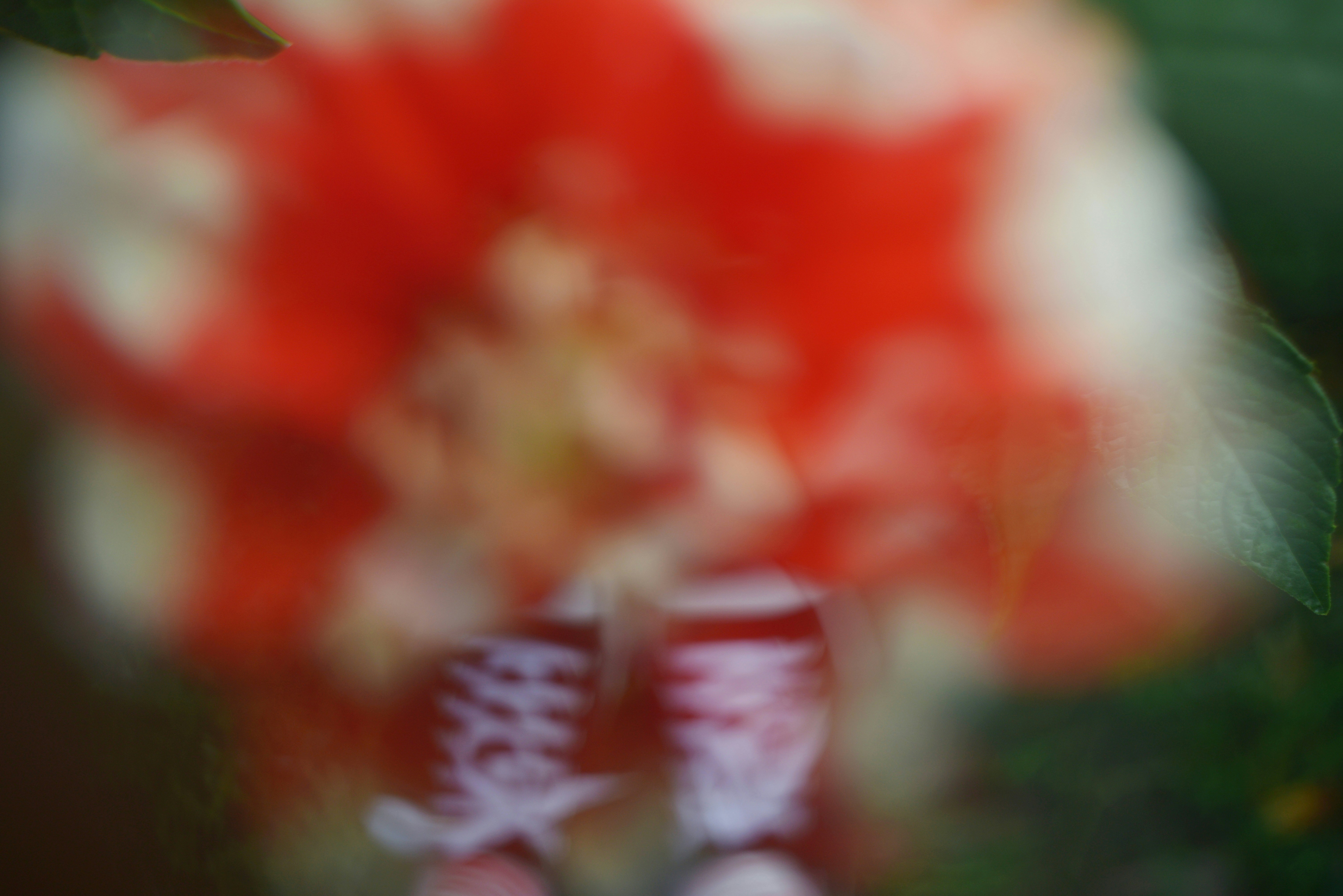 Blurry Emergence: A Close-Up of Red Petals and Footwear Veiled by Depth