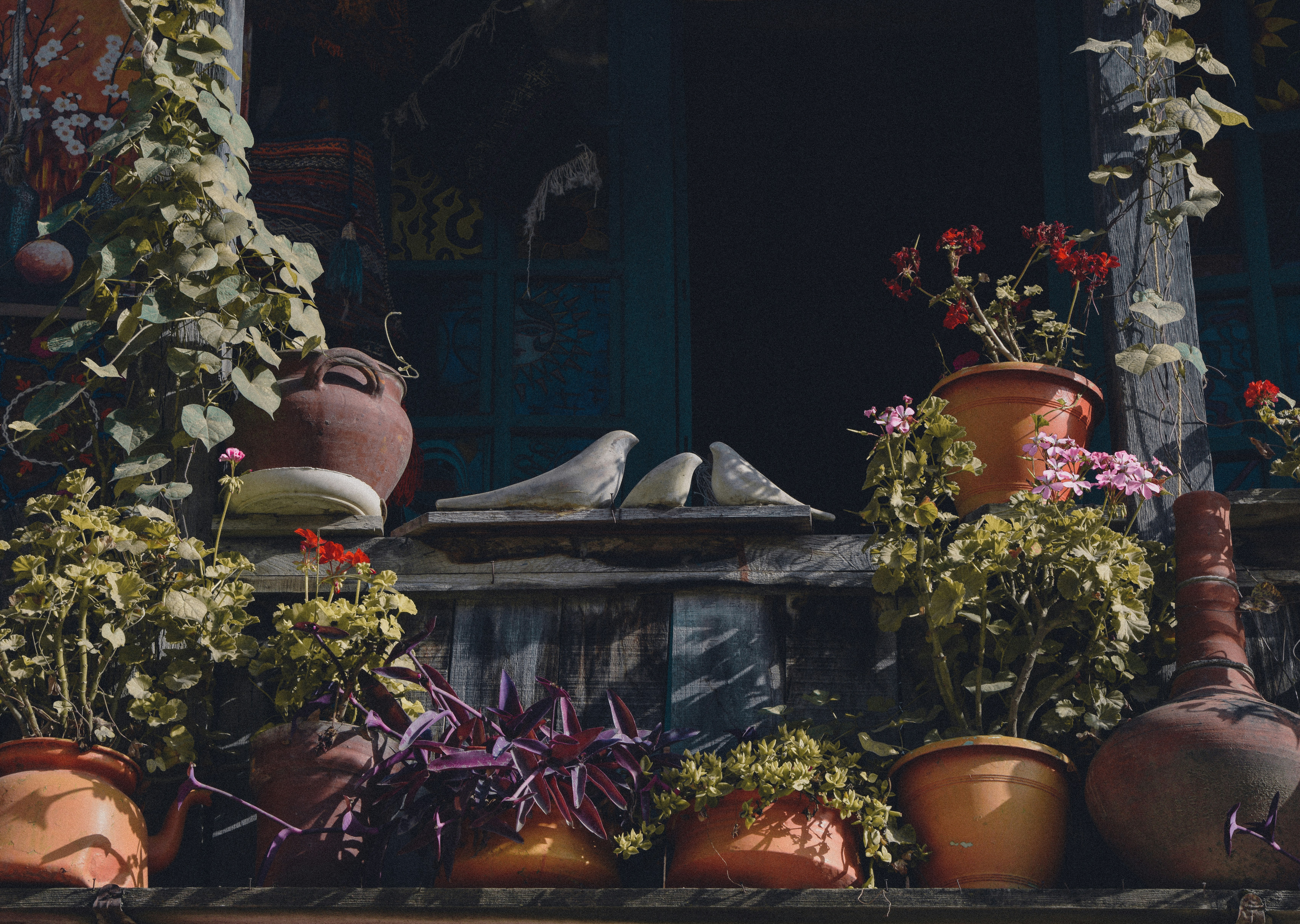 Three doves on a sunlit balcony garden framed by terracotta pots