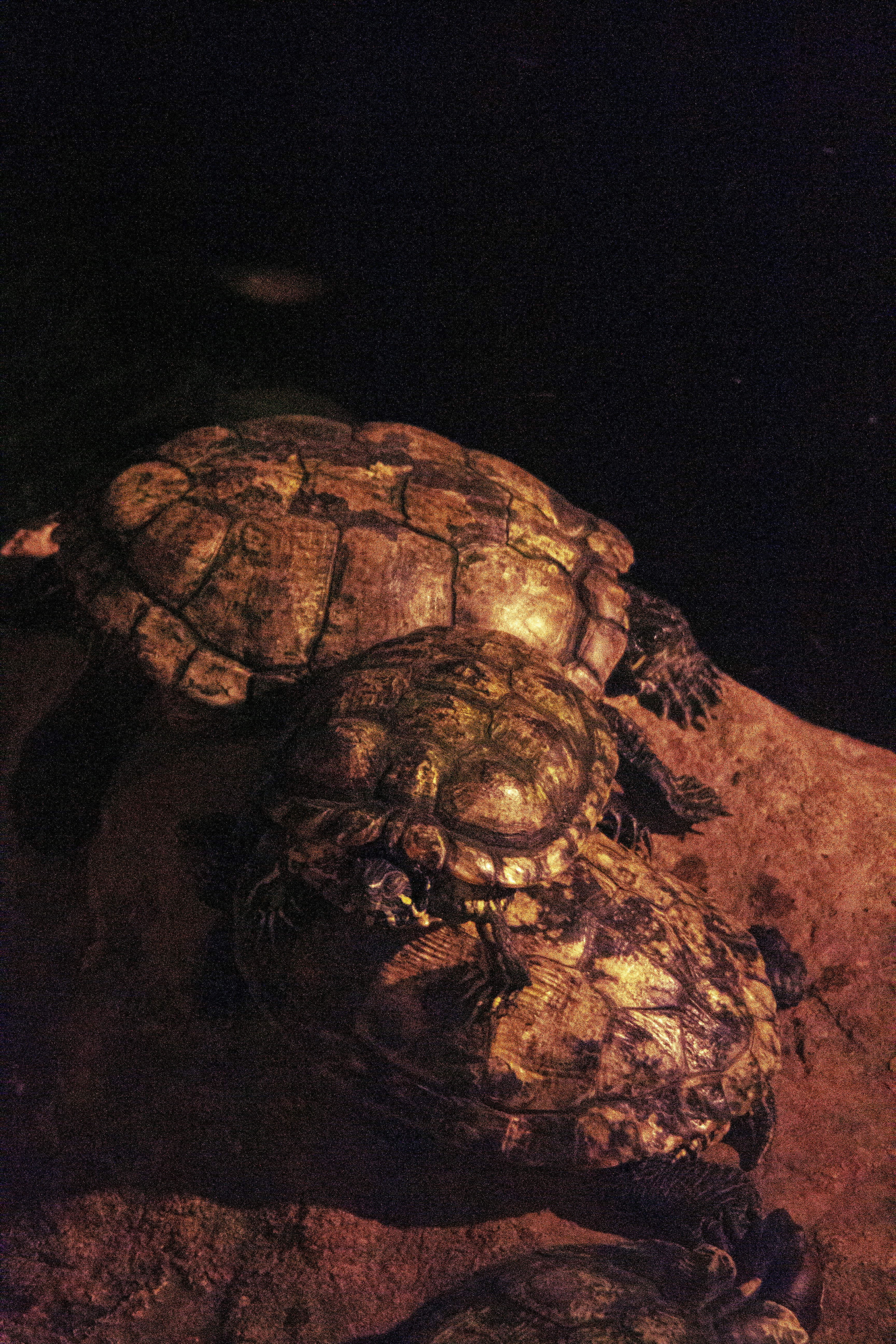 Tangled in the Twilight: Two Crocodile-Turtles Rest on a Moonlit Rock