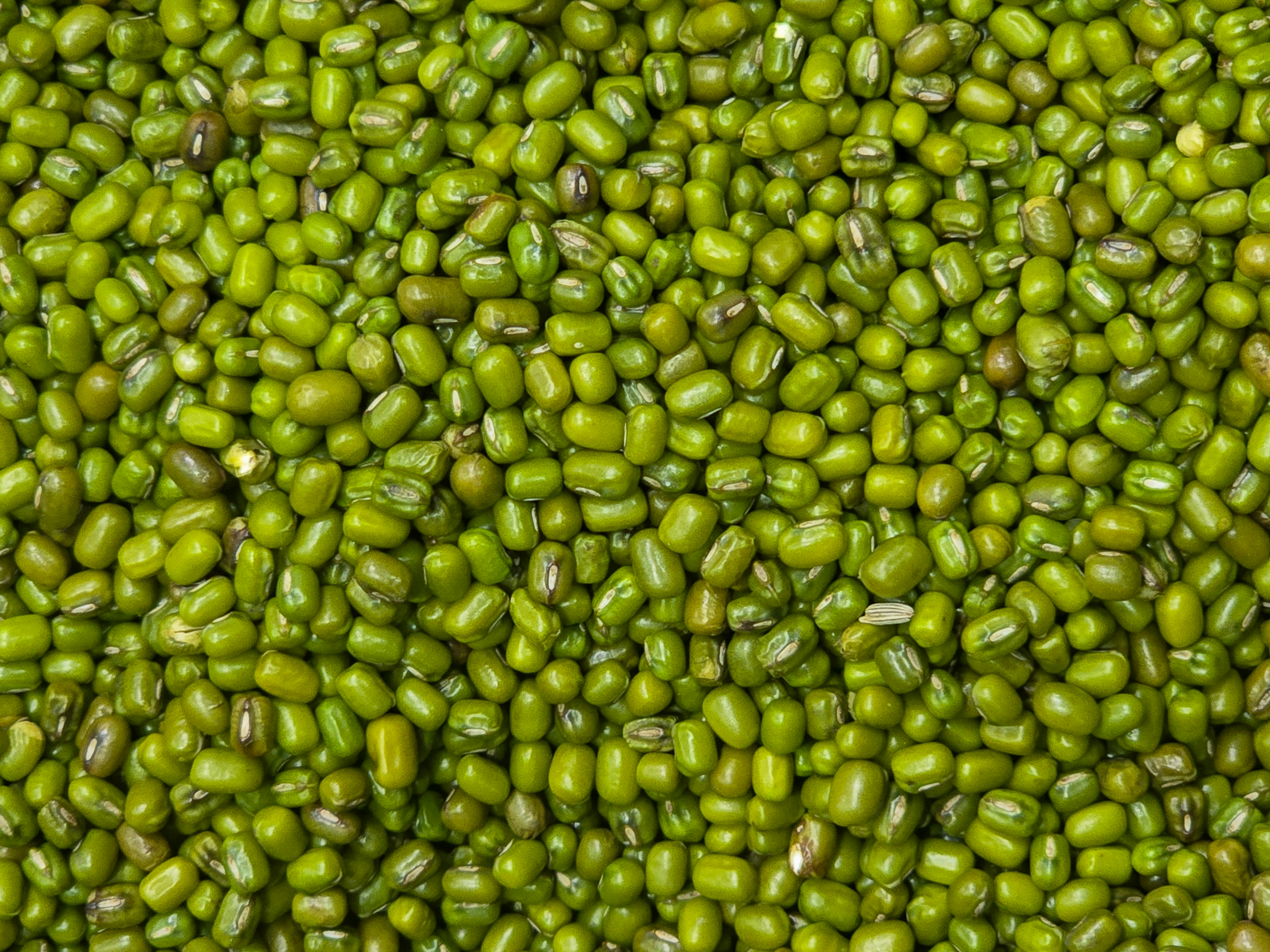 Emerald Seeds: A Sea of Green Corn Kernels
