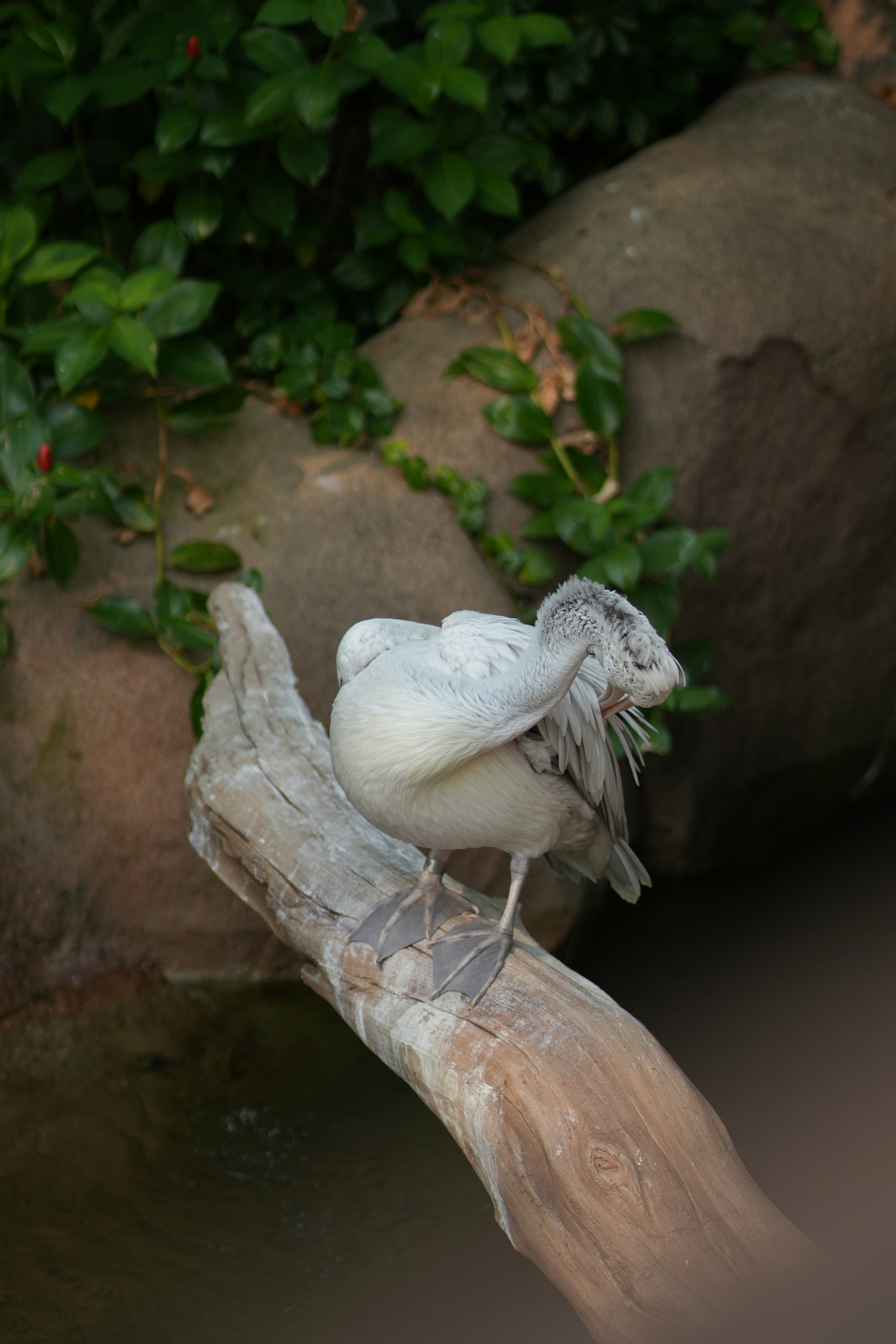 White Pelican Perched on Weathered Log by a Quiet Stream