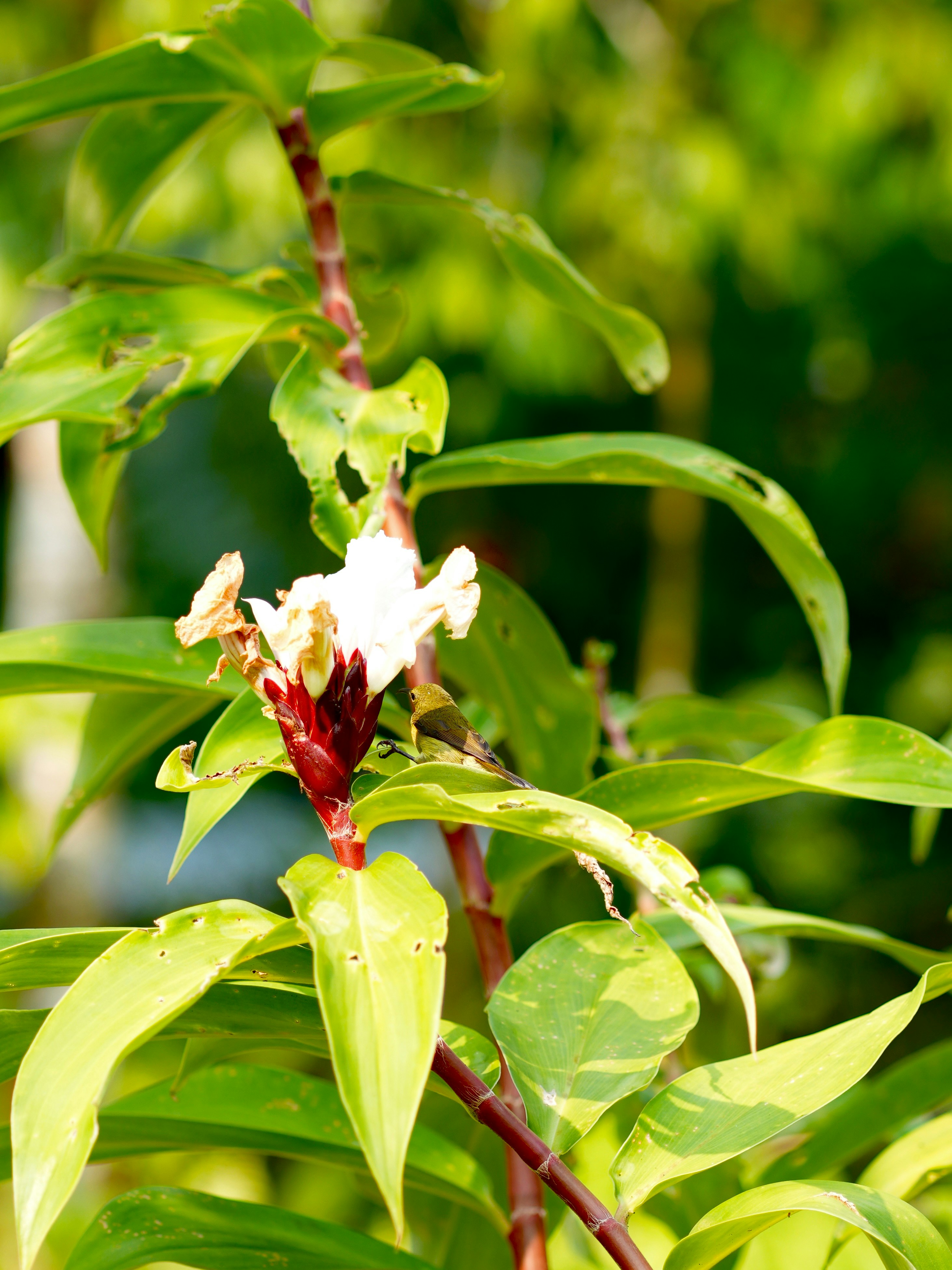 Emerald Leave Clusters Frame a Blooming Crest