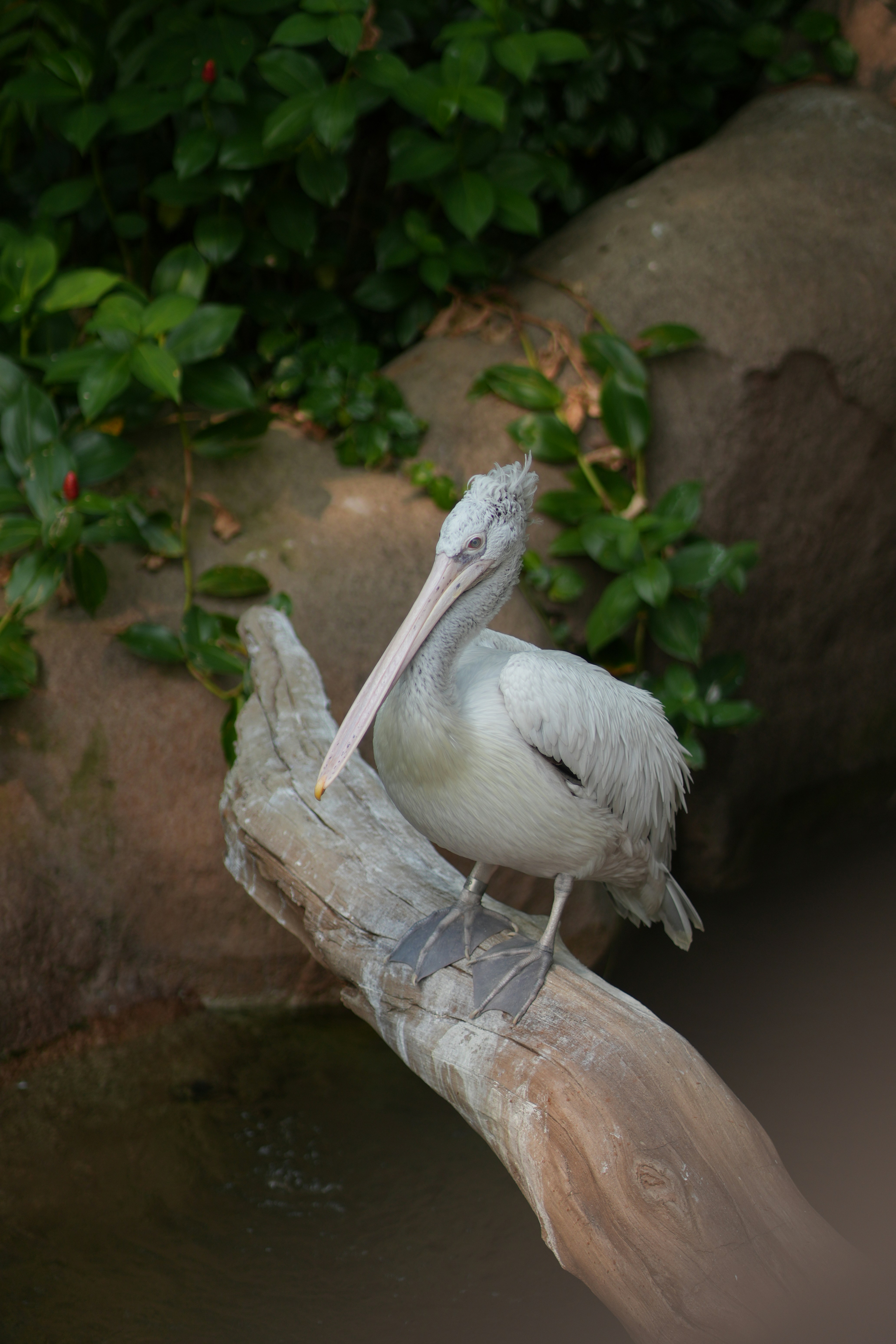 Perched Pelican on Weathered Driftwood