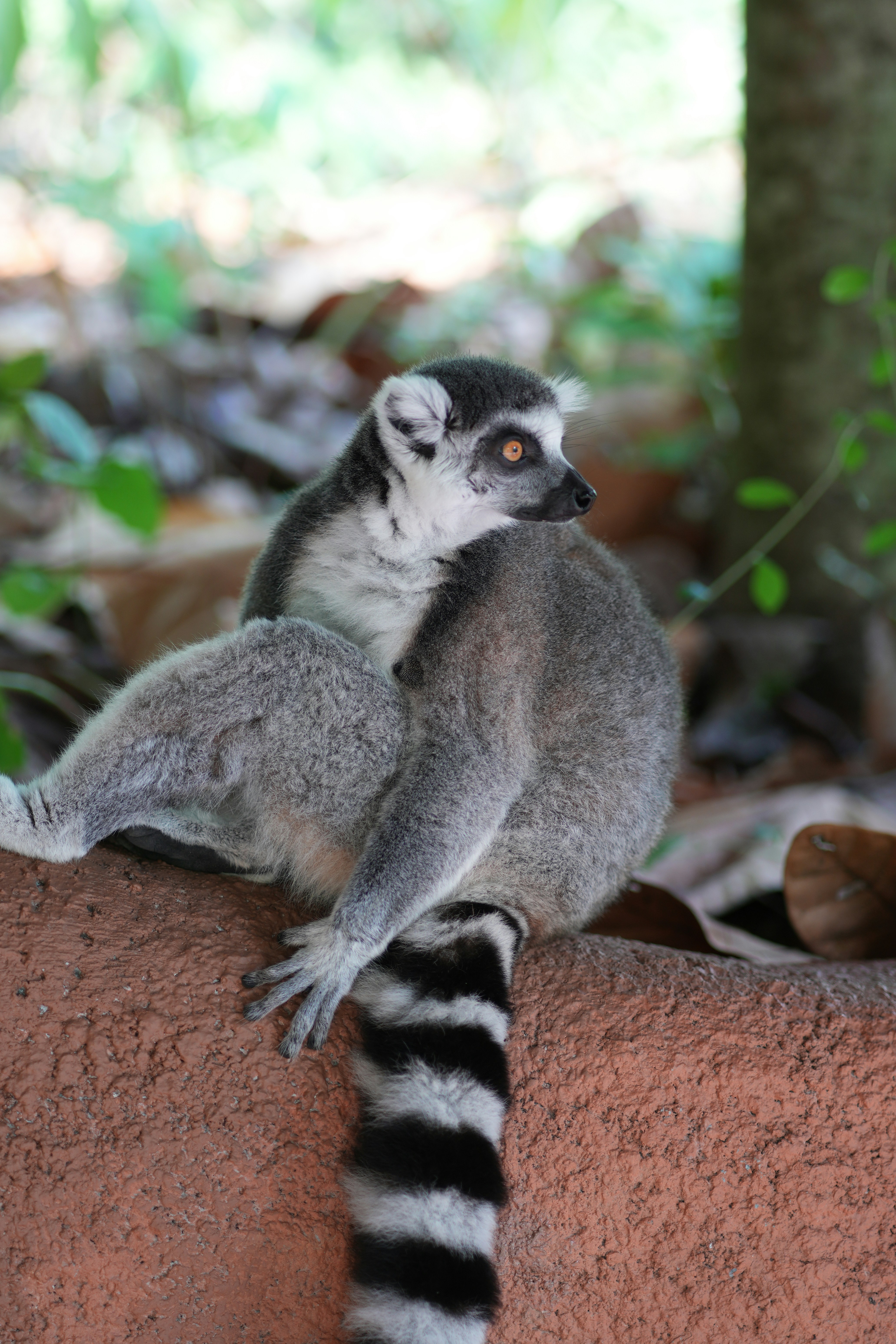 Black-and-White Ruffed Lemur Perched on a Red Brick Barrier