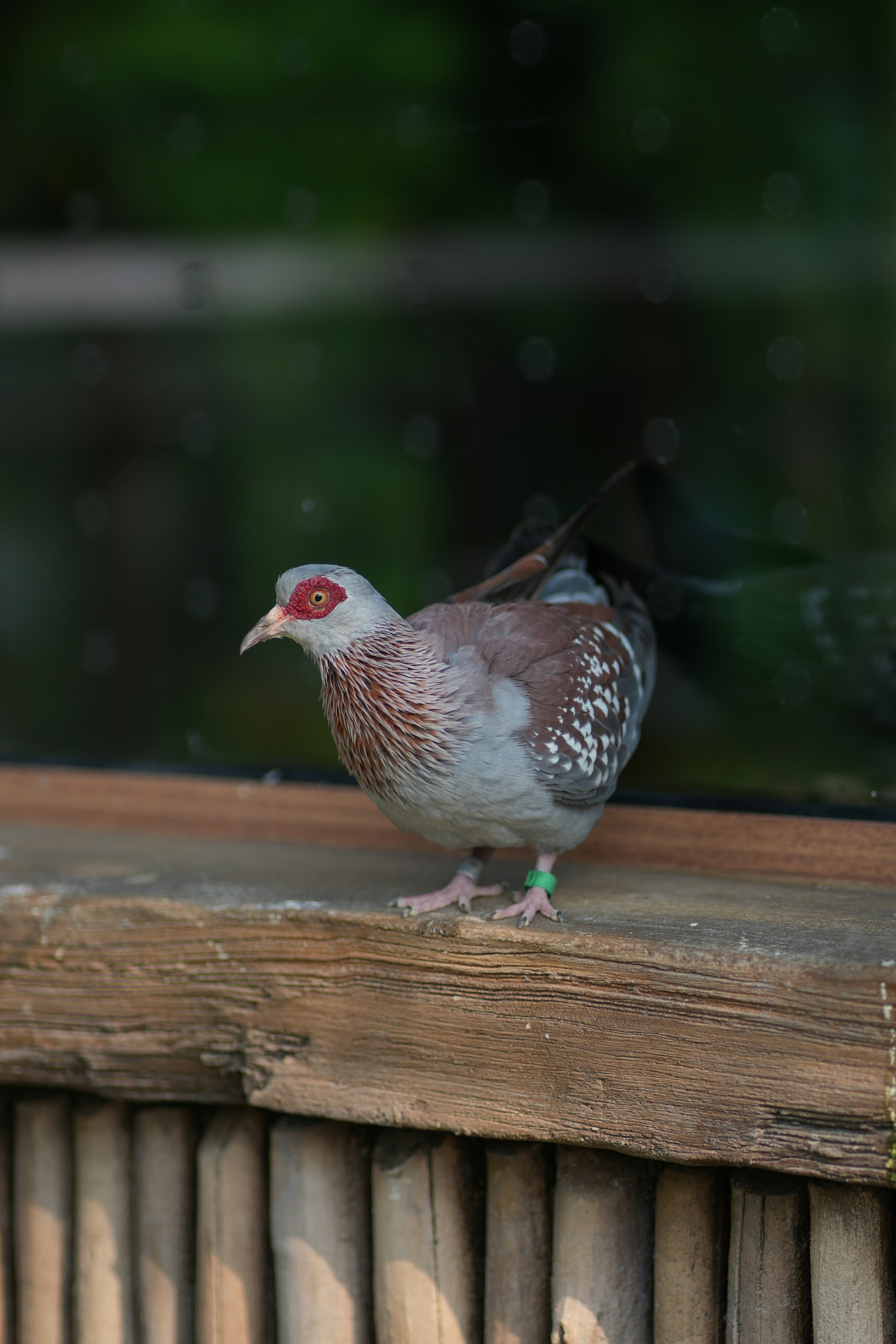 Red-footed Pheasant on weathered wooden ledge