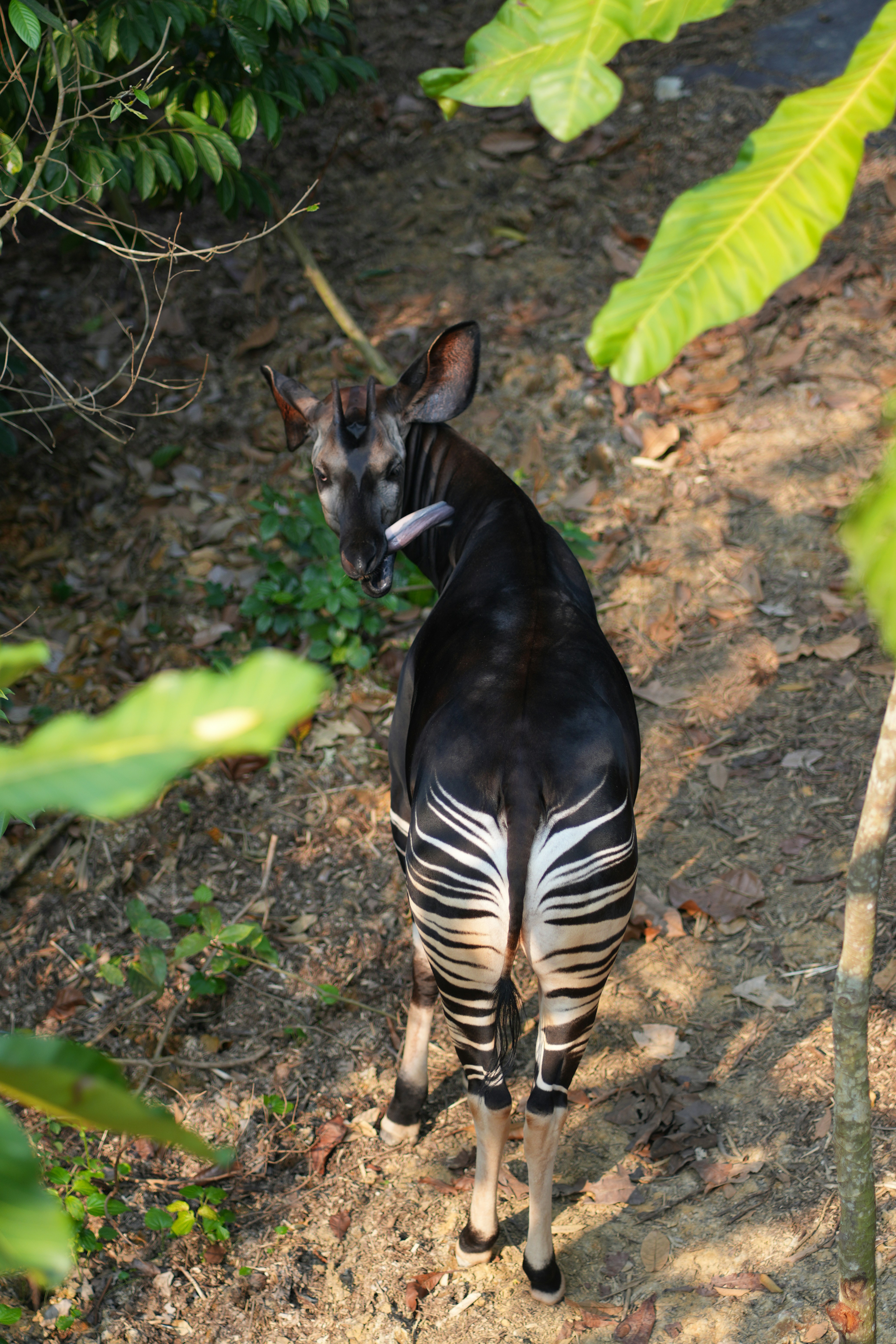 Zebra-striped silhouette: a sleek gazelle-like escape among garden shadows