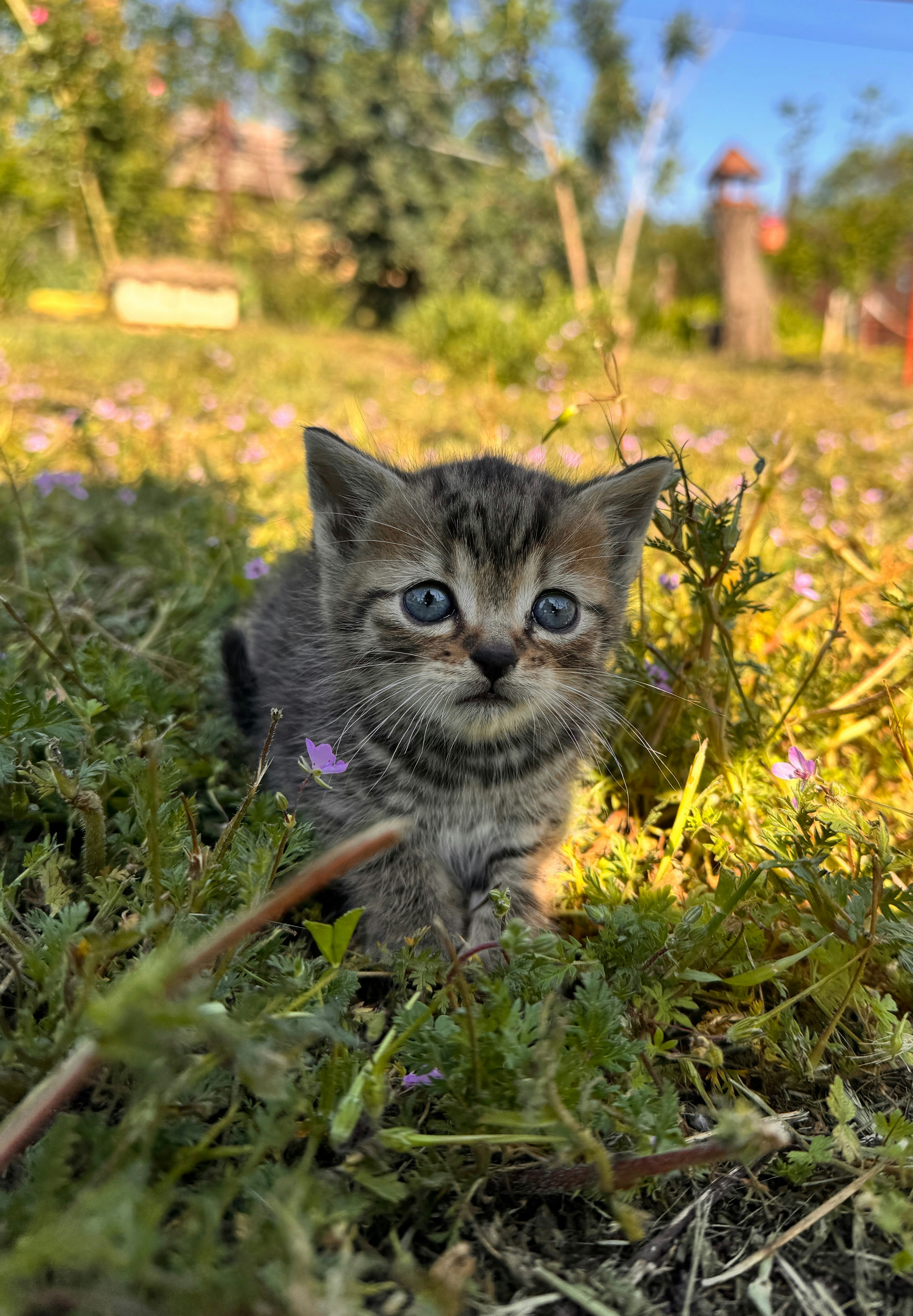 Meadow Pup: A Kitten's Curious Pause Among Wildflowers