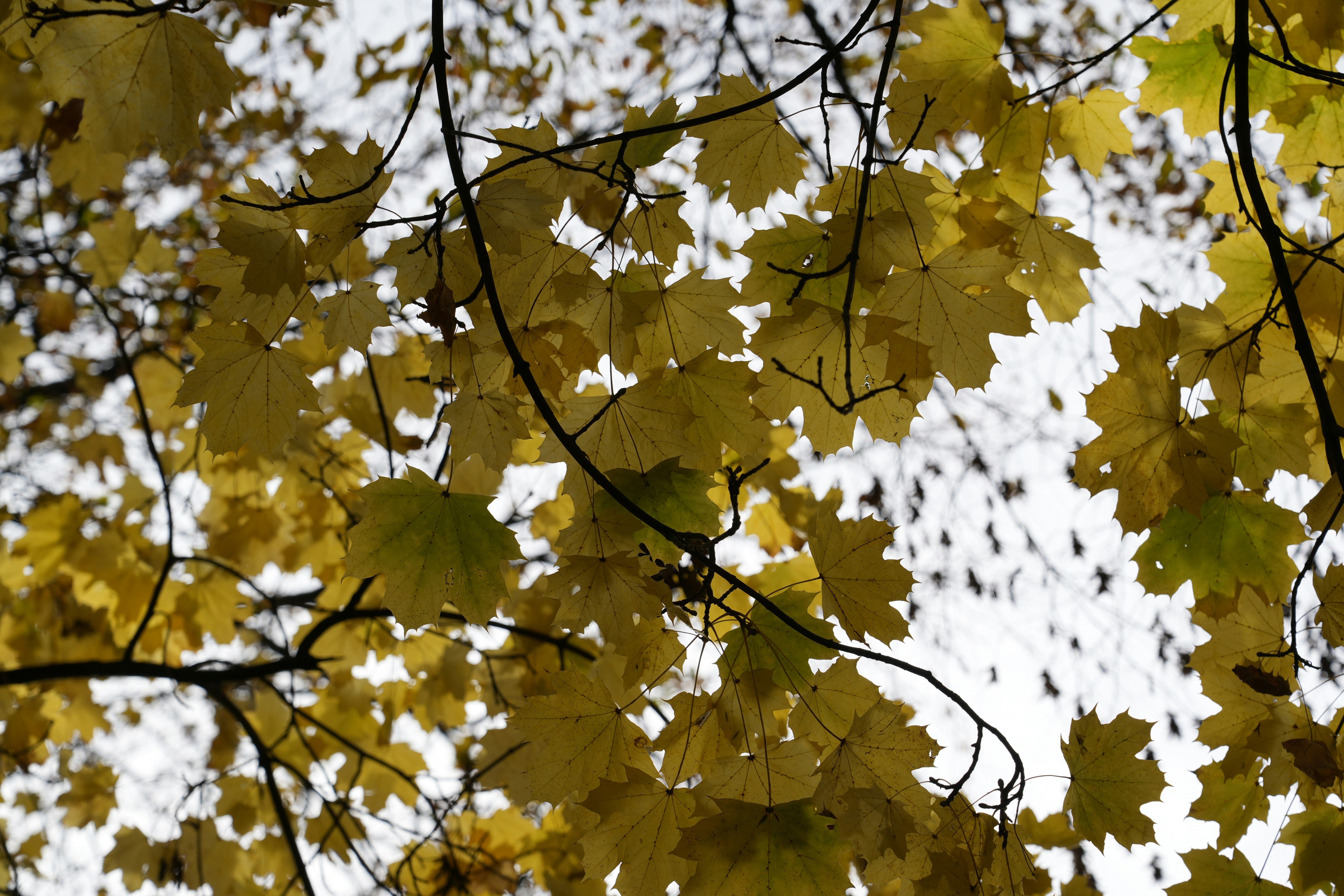 Autumn Canopy: Golden Leaves against a Lattice of Branches