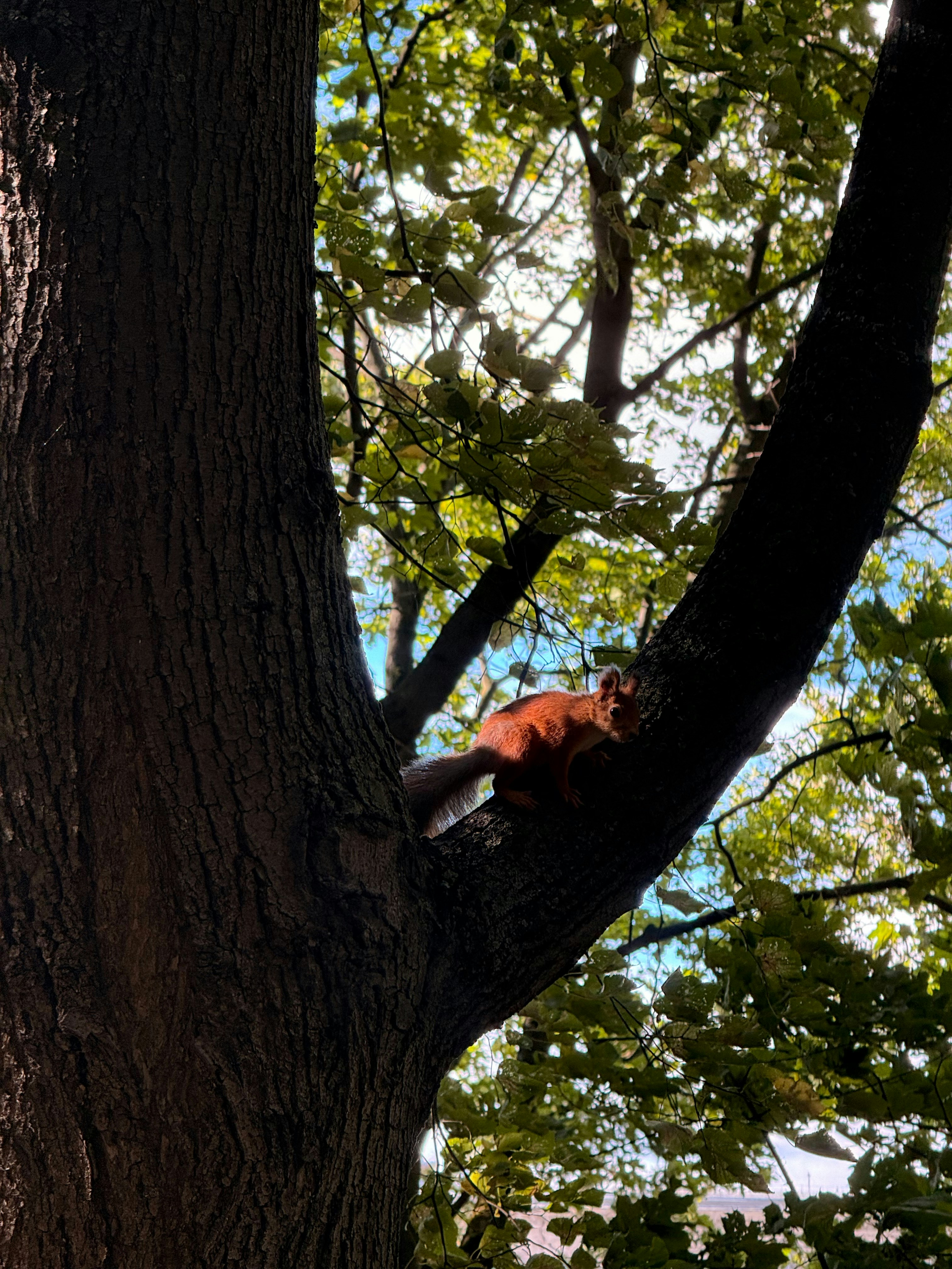 Red Squirrel Spotlighted on a Sunlit Maple Branch