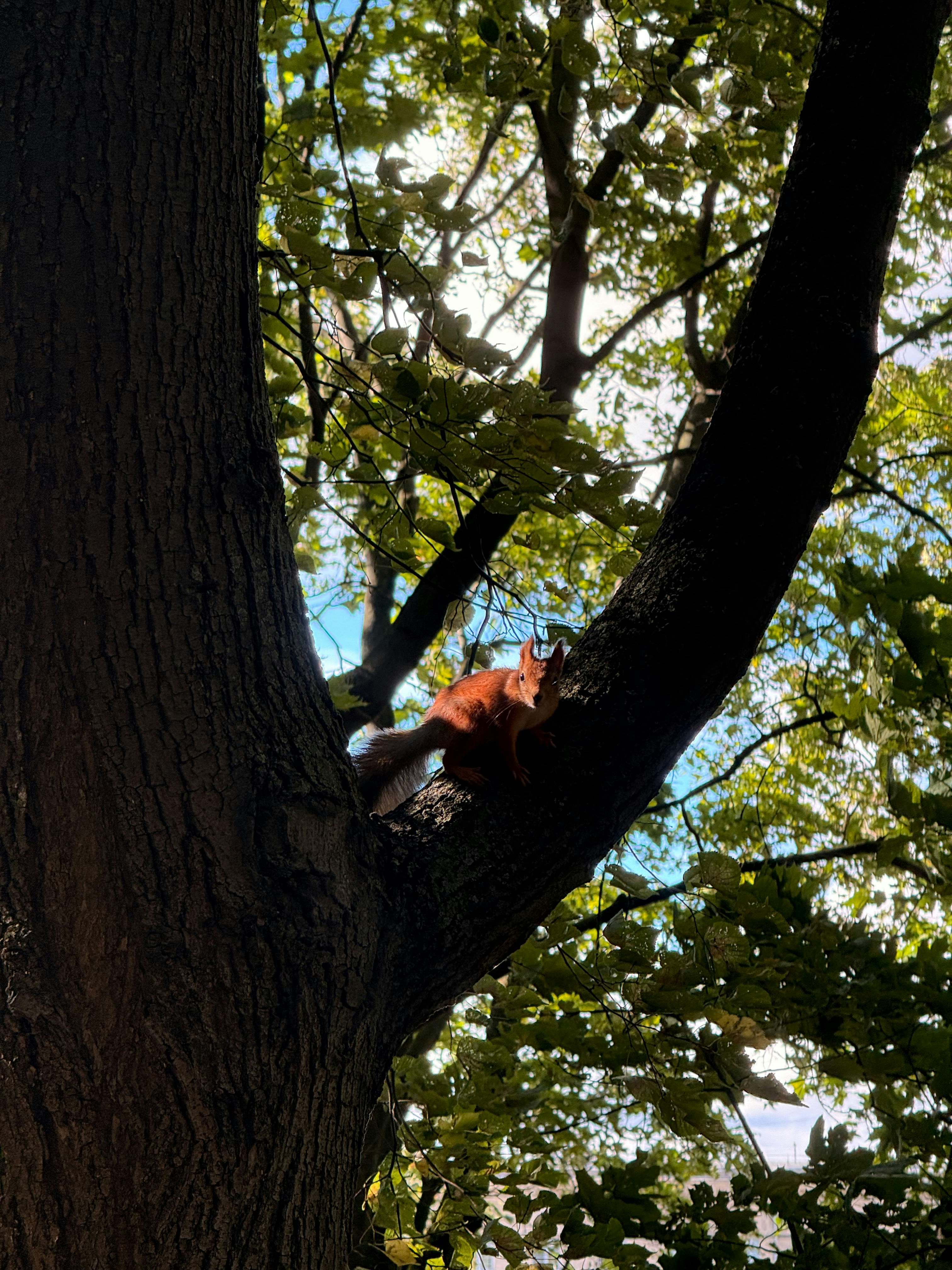 Red Fox on a Sunlit Fork: Quiet Watcher in the Silk of Leaves