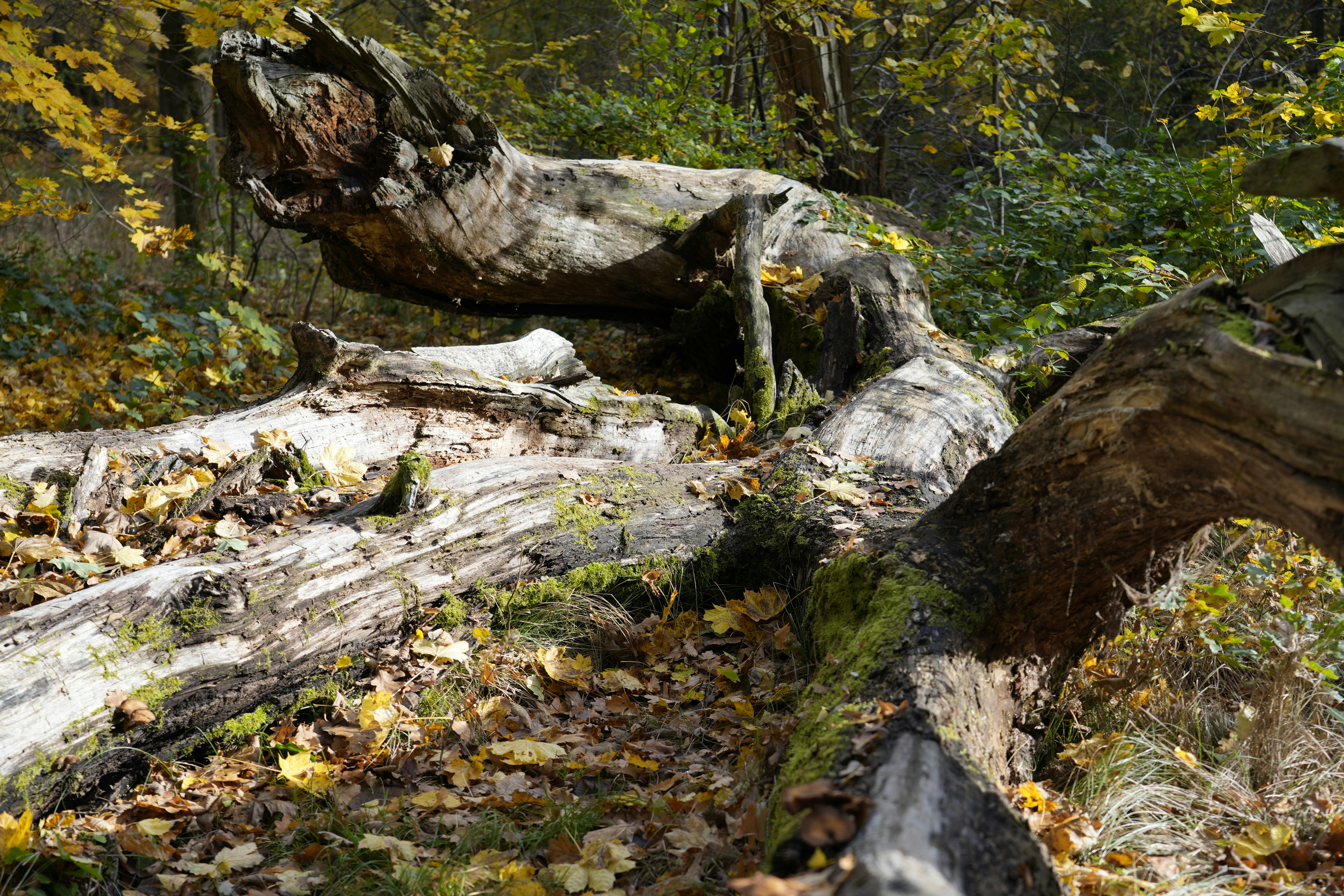 Fallen Giant: Weathered Log Corridor in Autumn Light