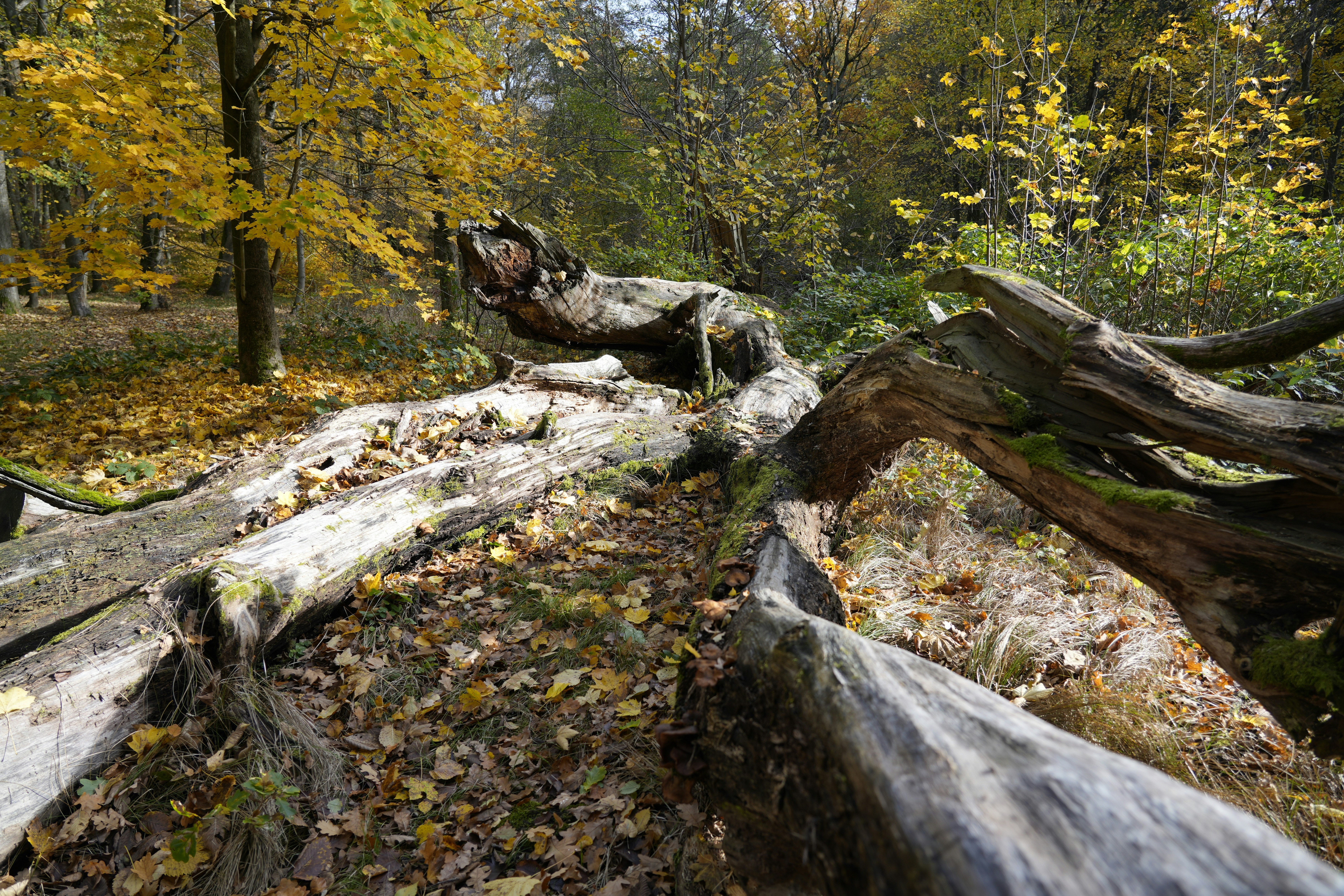 Fallen tree in a golden autumn forest