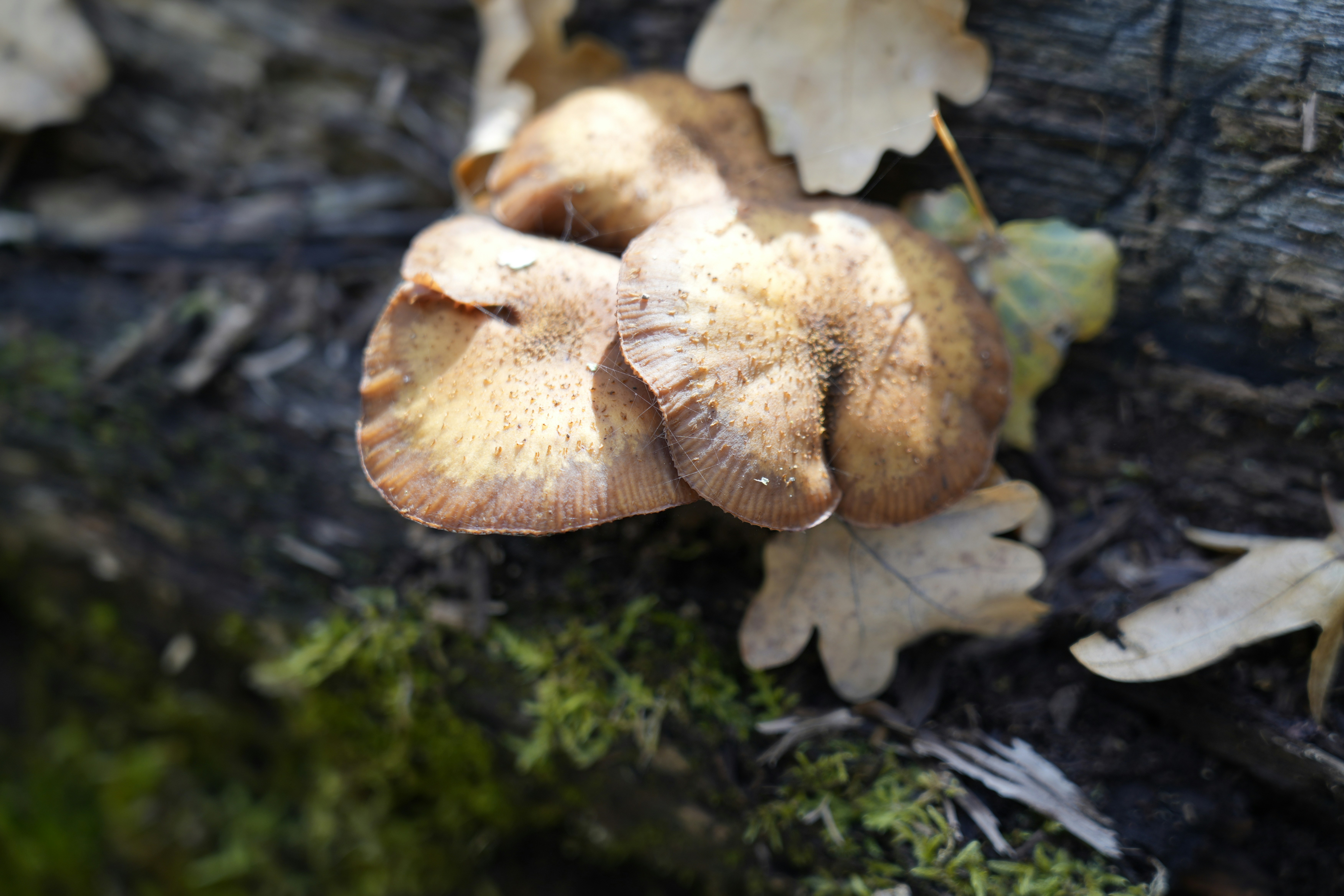 Earthbound Fungi: A Cluster of Golden-Brown Shelters on Weathered Wood