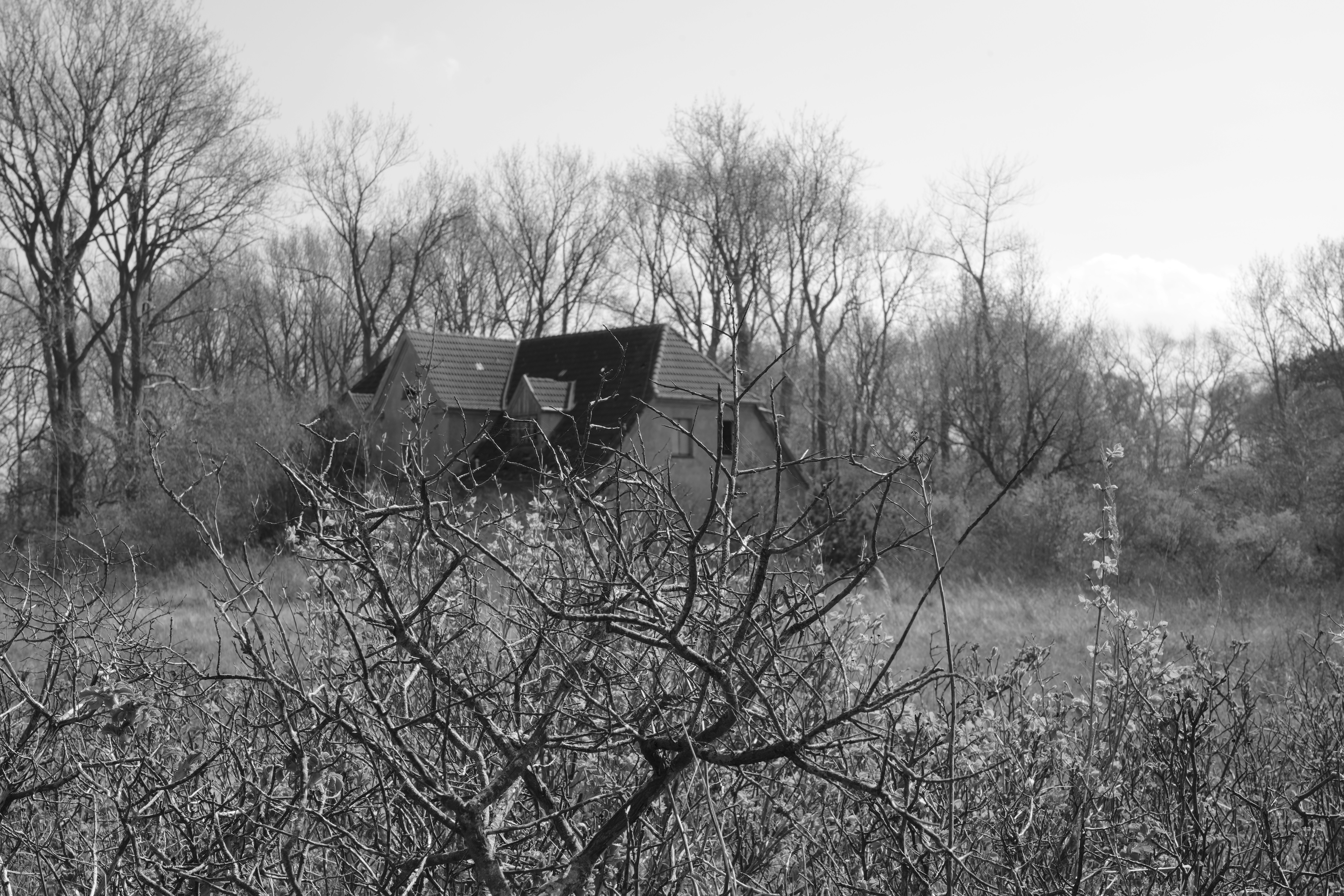 Winter Orchard House in Quiet Gray Light