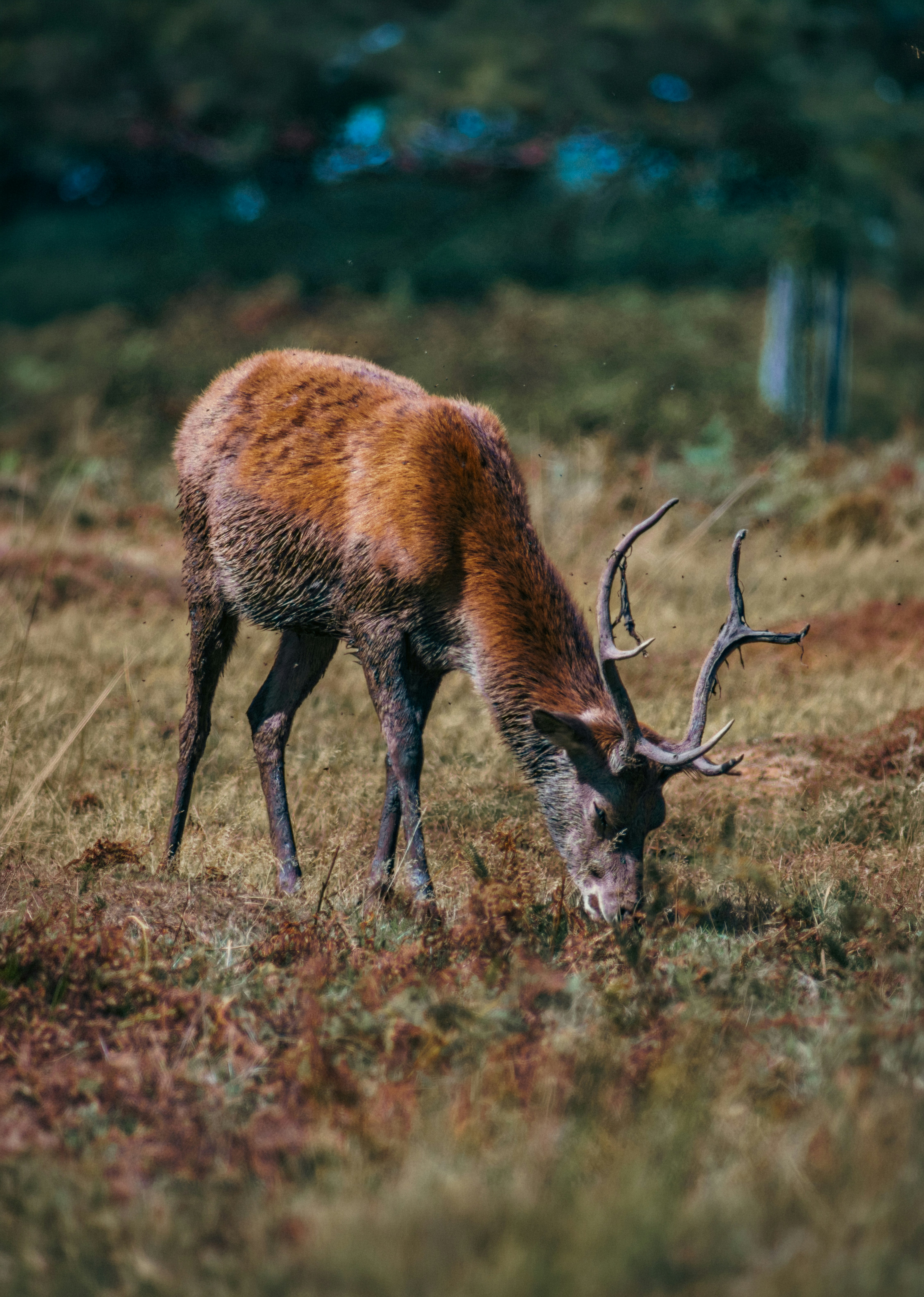 Grazing Stag in Field of Autumn Heather
